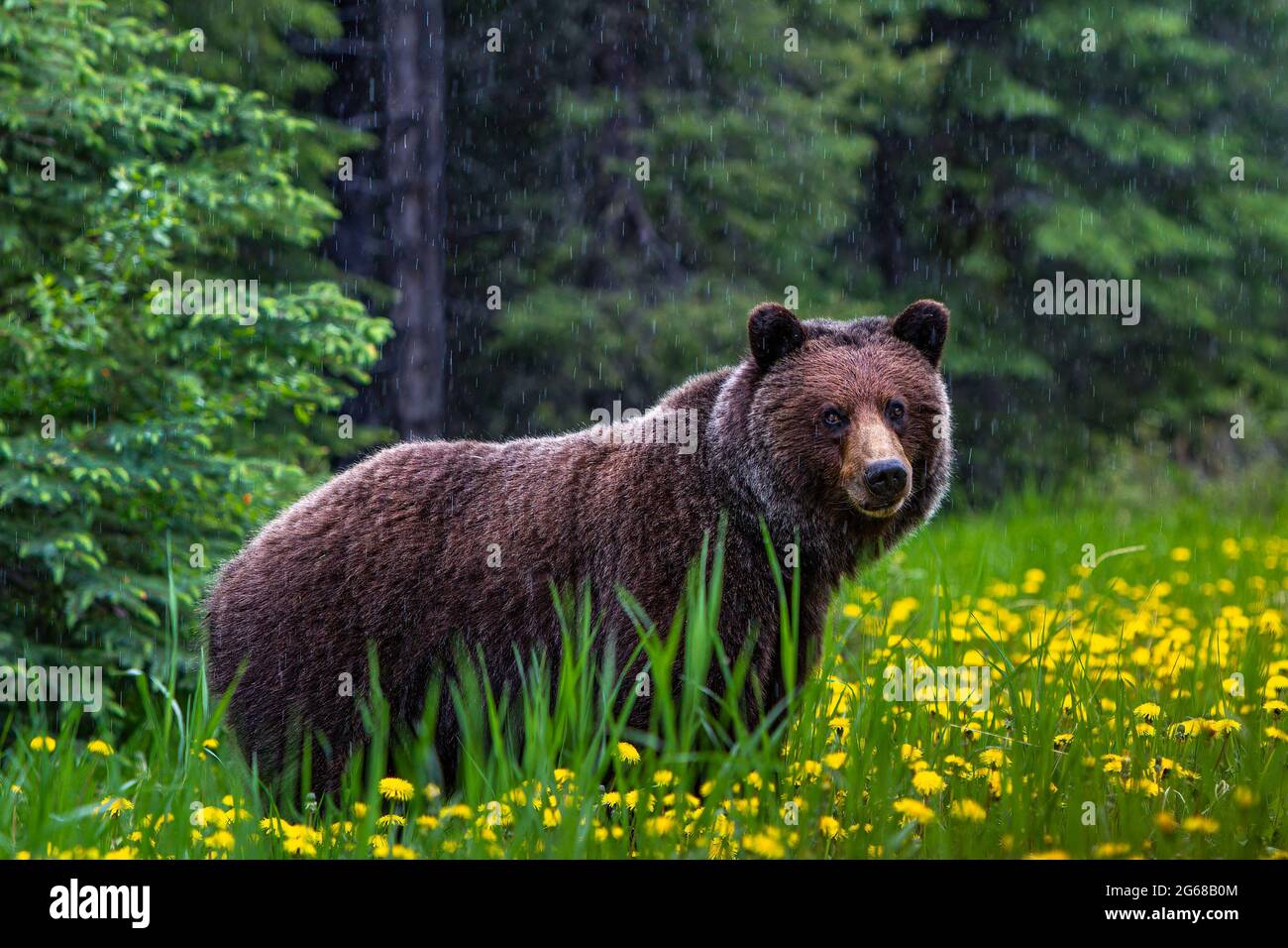 A grizzly bear in the rain in a field of dandelions in Jasper National ...