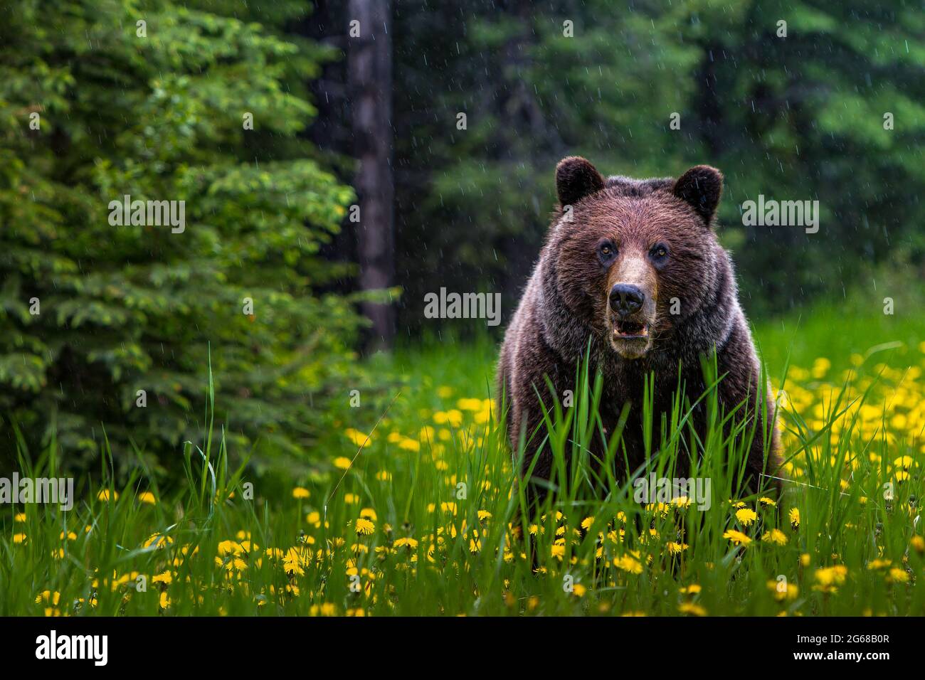 A grizzly bear in the rain in a field of dandelions in Jasper National ...
