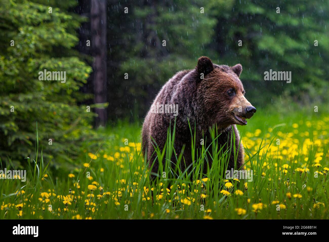 A grizzly bear in the rain in a field of dandelions in Jasper National ...