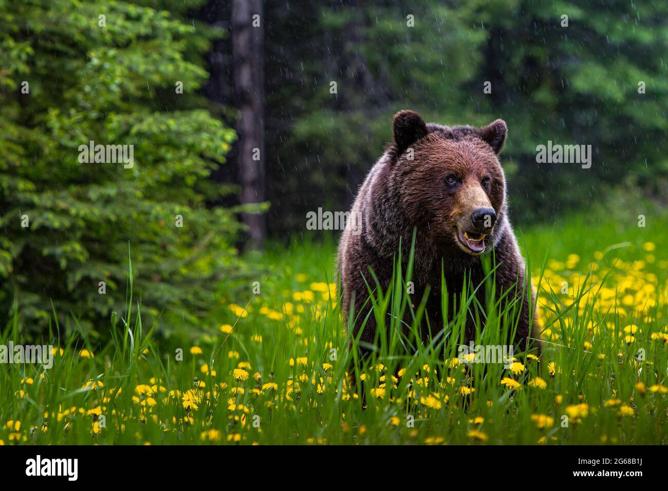 Bear in the rain hi-res stock photography and images - Alamy
