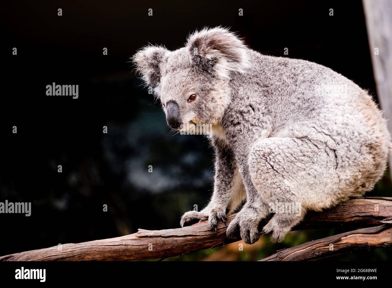 A cute koala sitting in the tree Stock Photo - Alamy