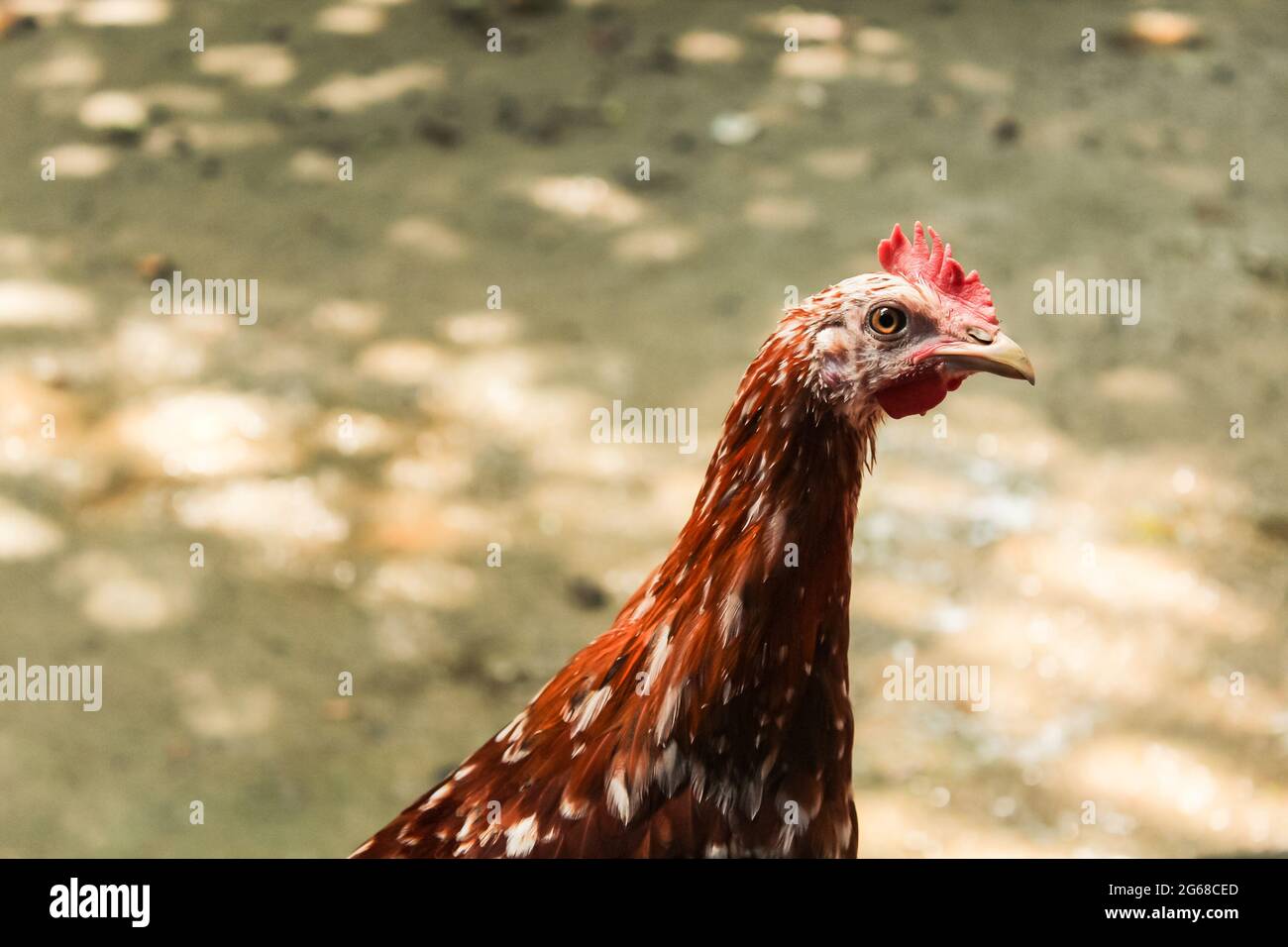 Chicken (hen) head in farm, common red hen Stock Photo - Alamy