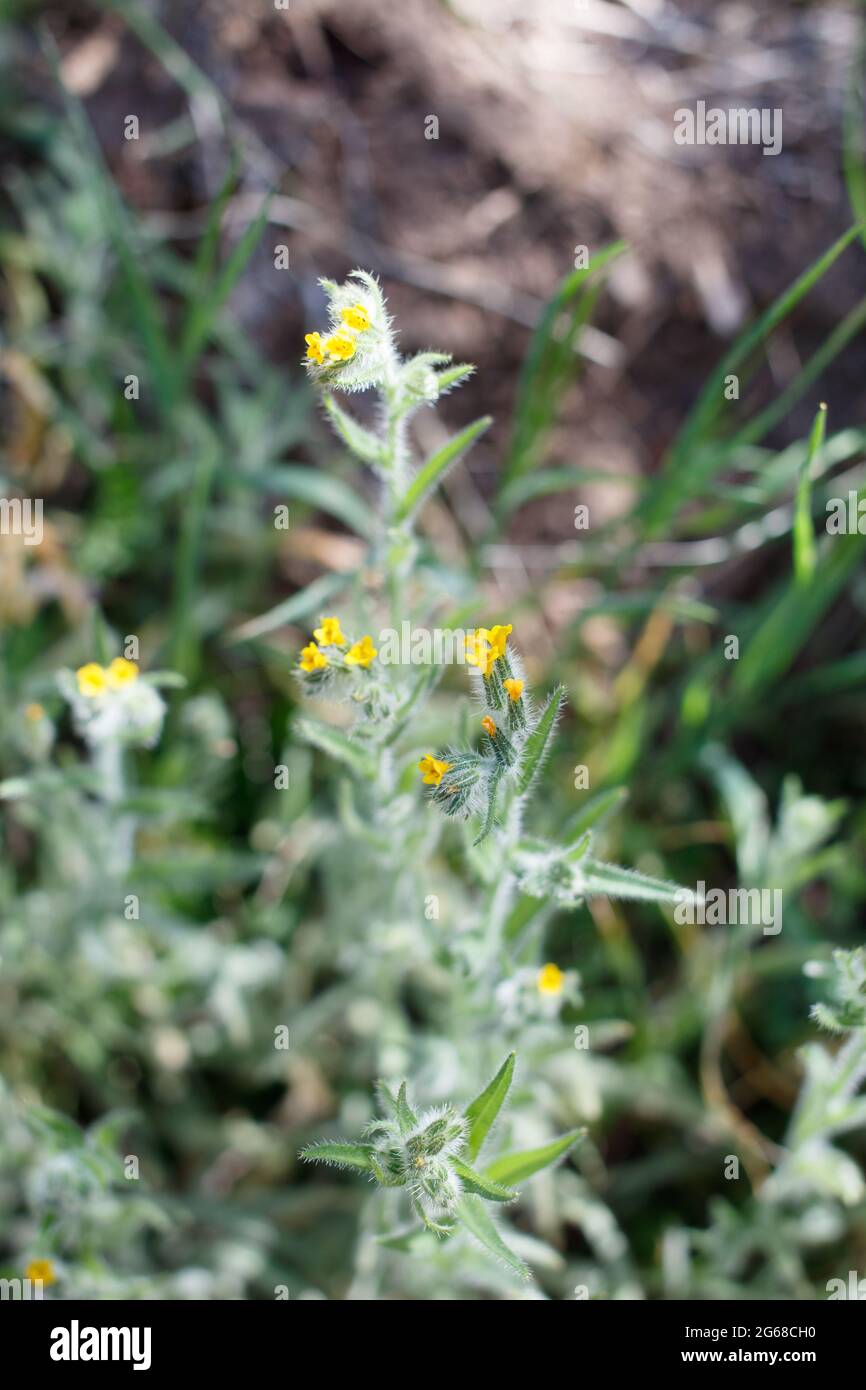 Scorpioid cyme inflorescences of Coast Fiddleneck, Amsinckia Menziesii ...