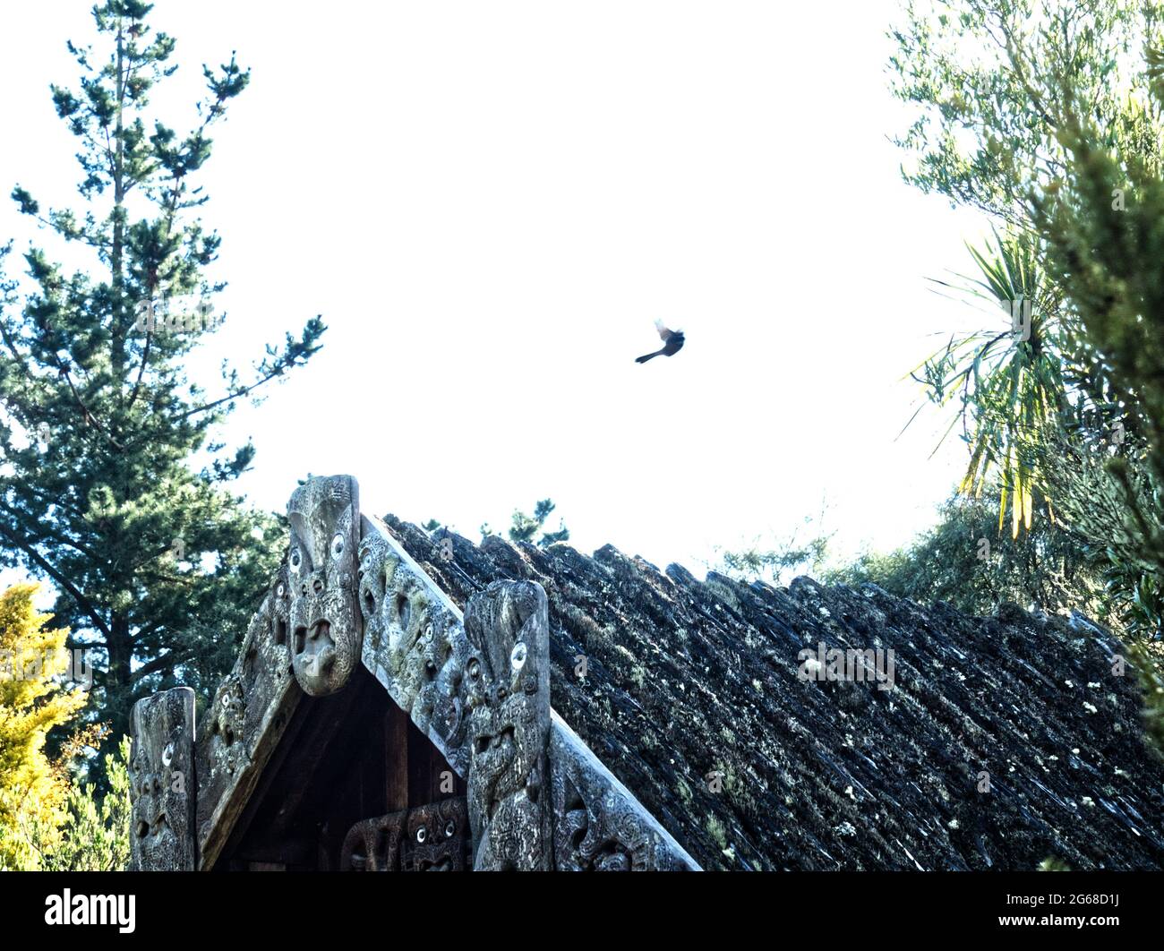 A fantail (piwakwaka) flies over a Maori carved house (whare) in ...