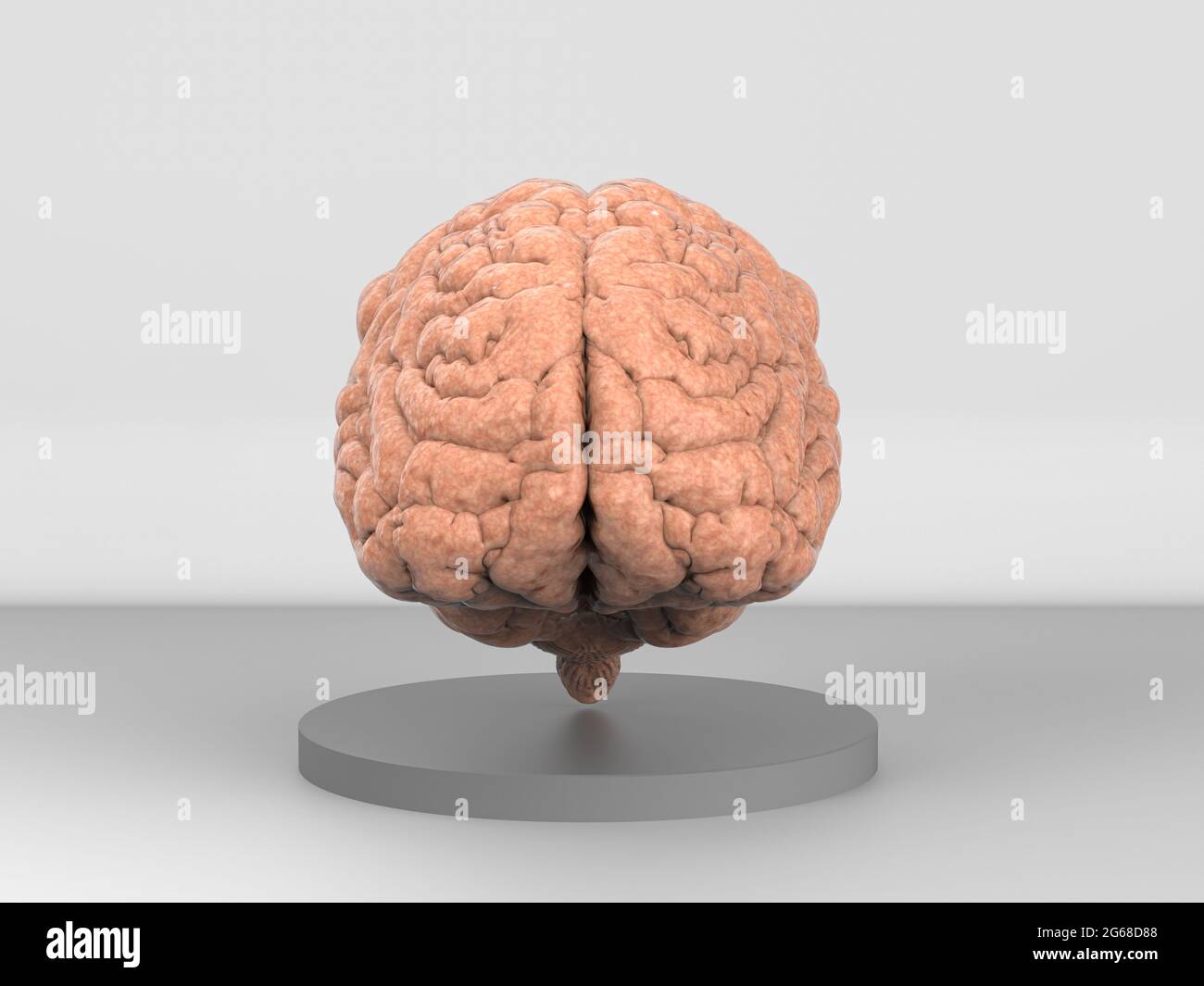 3d brain illustration cerebellum stem hi-res stock photography and ...