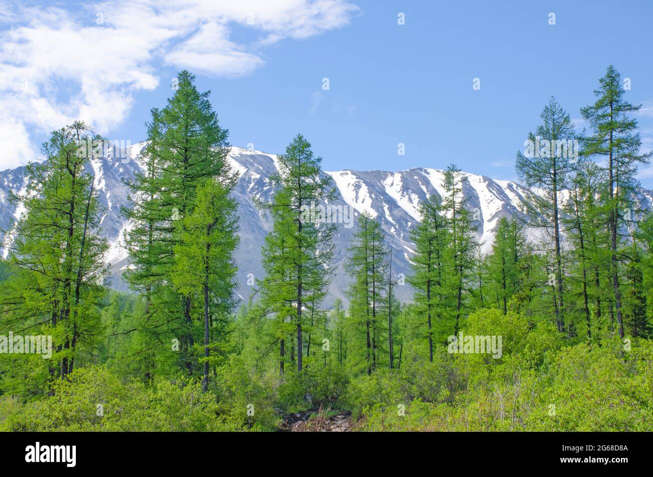 The mountain with snow top among a taiga Mountain Altai Siberia Stock ...