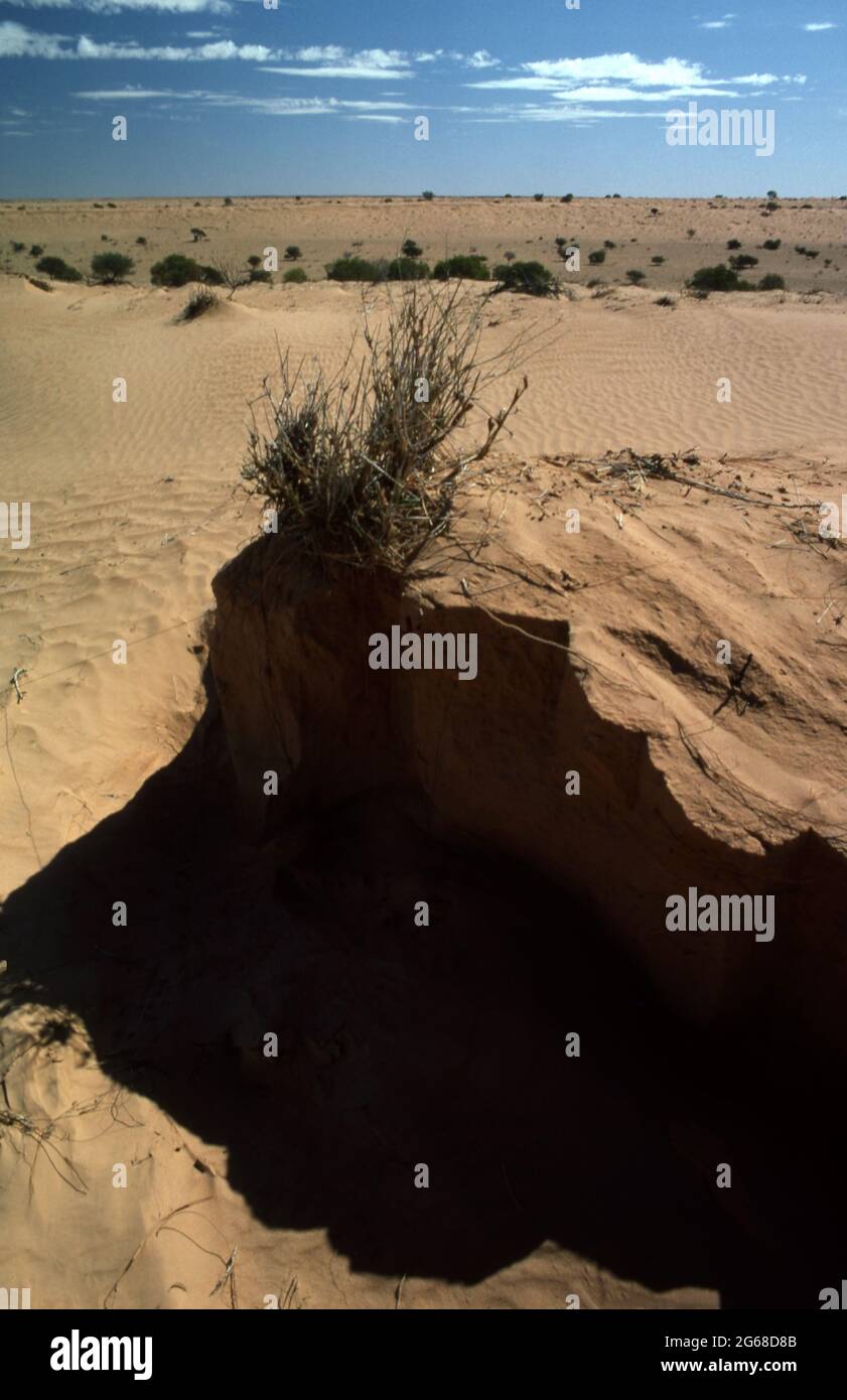 VIEW ACROSS THE SAND DUNES OF THE GREAT SIMPSON DESERT IN CENTRAL ...