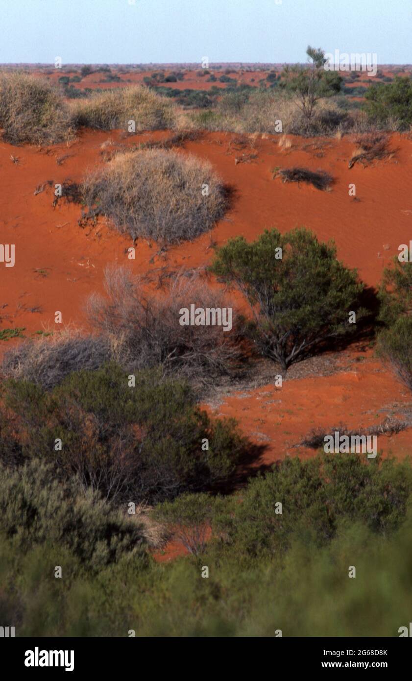 NEW GROWTH GROWING ON THE SIDE OF THE SAND DUNES IN THE SIMPSON DESERT ...