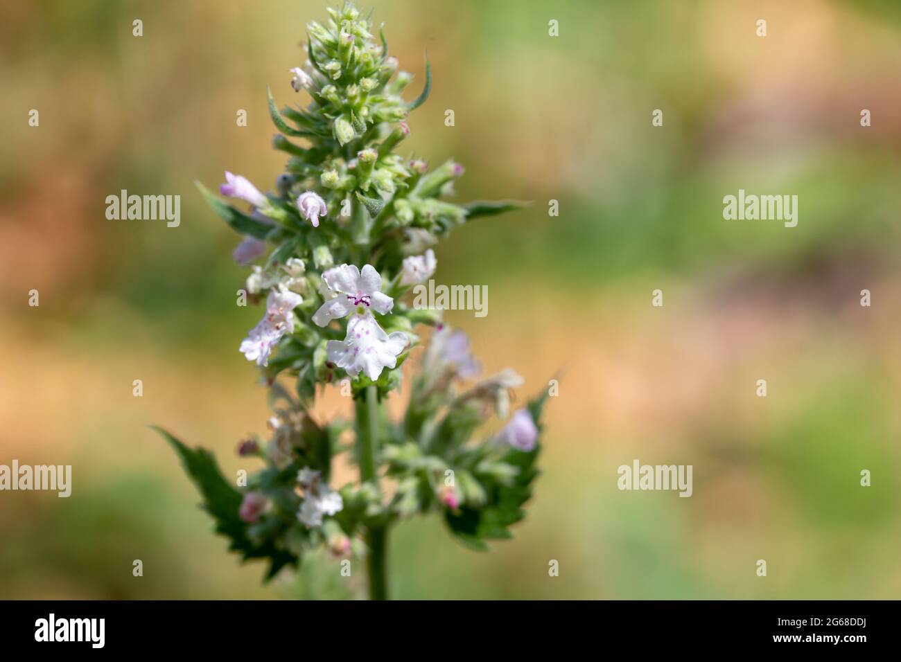 Macro abstract cutout view of a tiny cluster of fresh white and purple ...