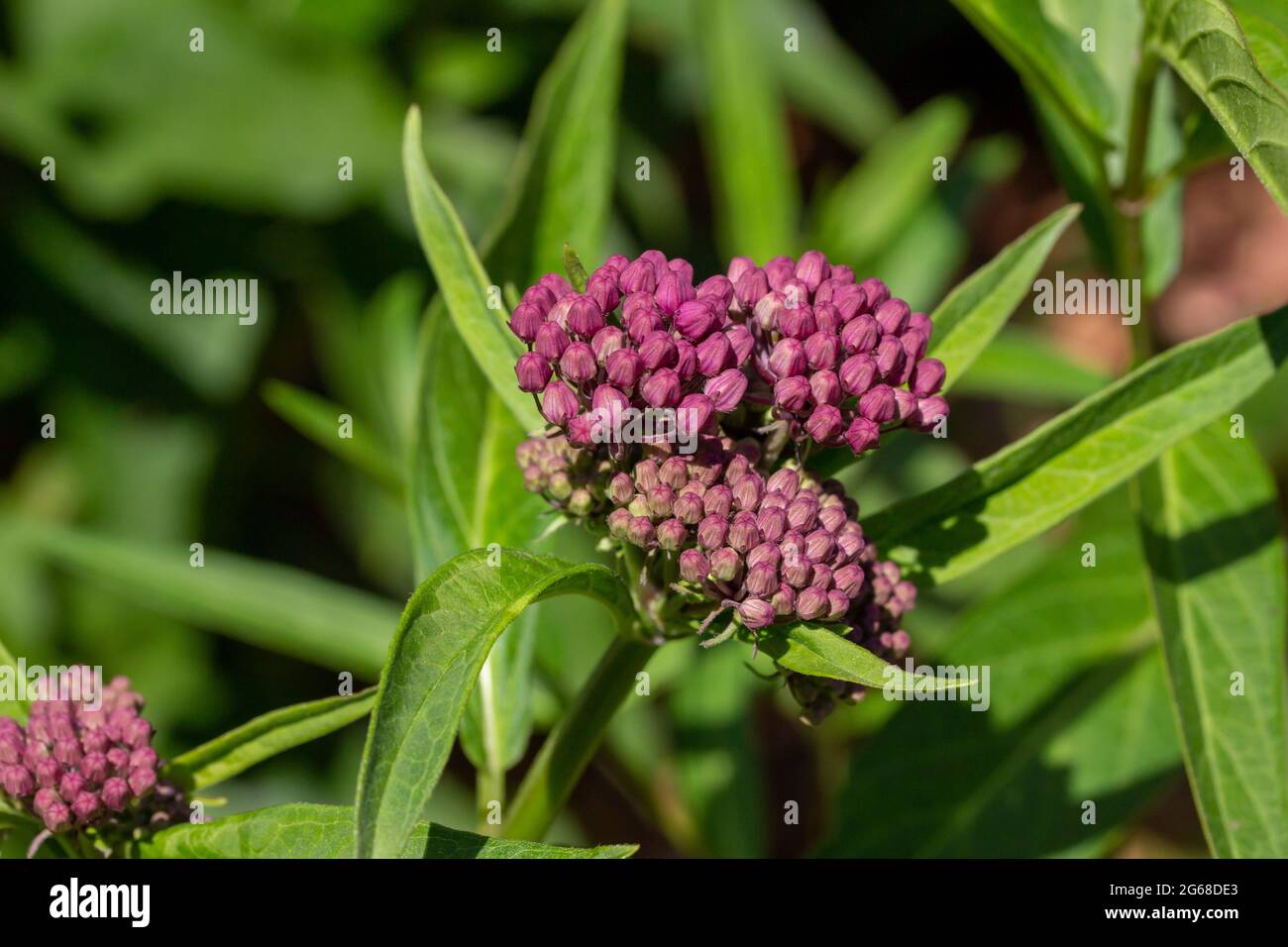 Macro abstract view of a cluster of budding pink swamp milkweed ...