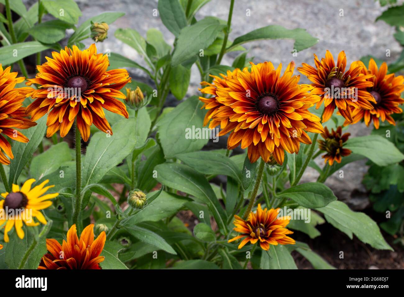 Close-up landscaped view of bright red, orange and yellow double ...