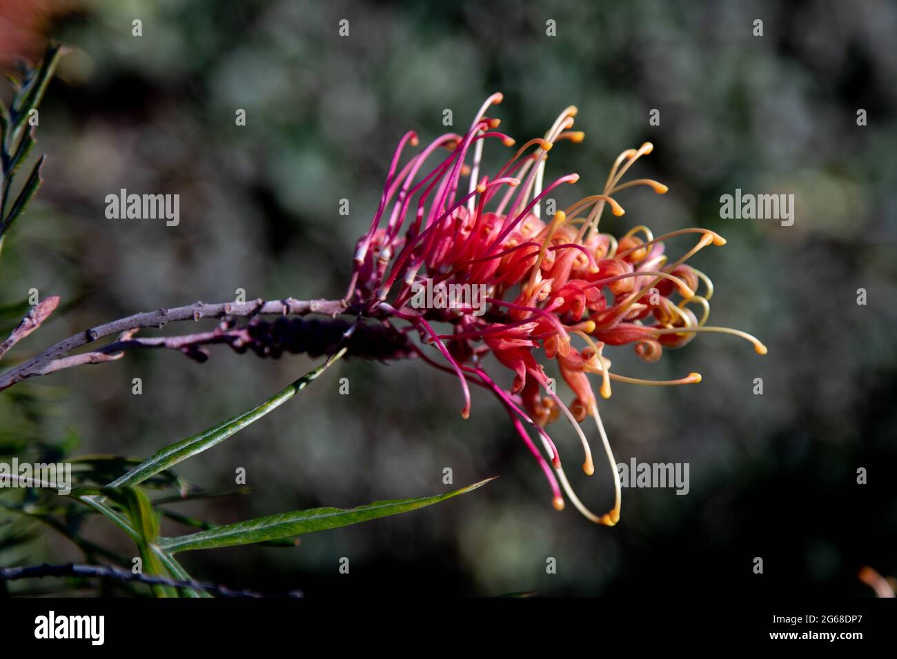 Grevillea juniperina hi-res stock photography and images - Alamy