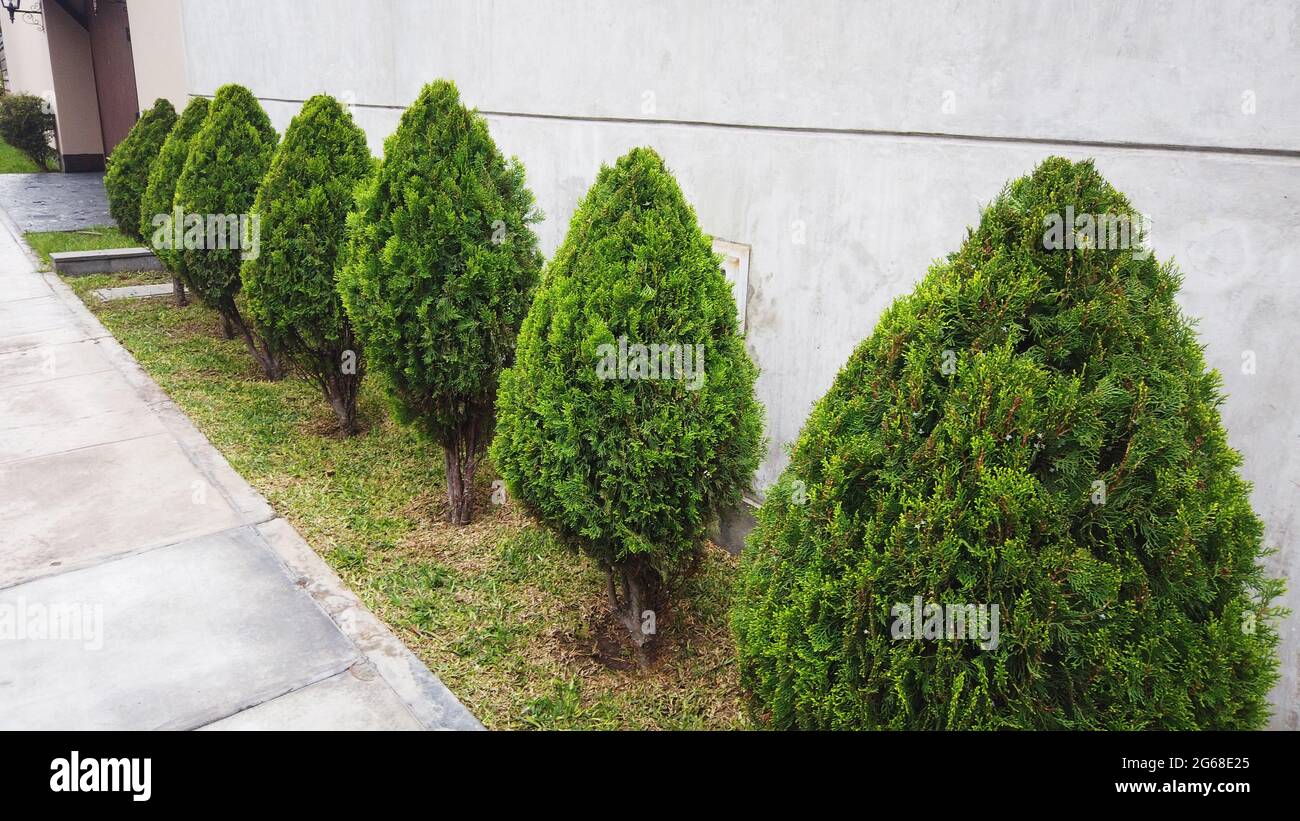 Arbusto hi-res stock photography and images - Alamy