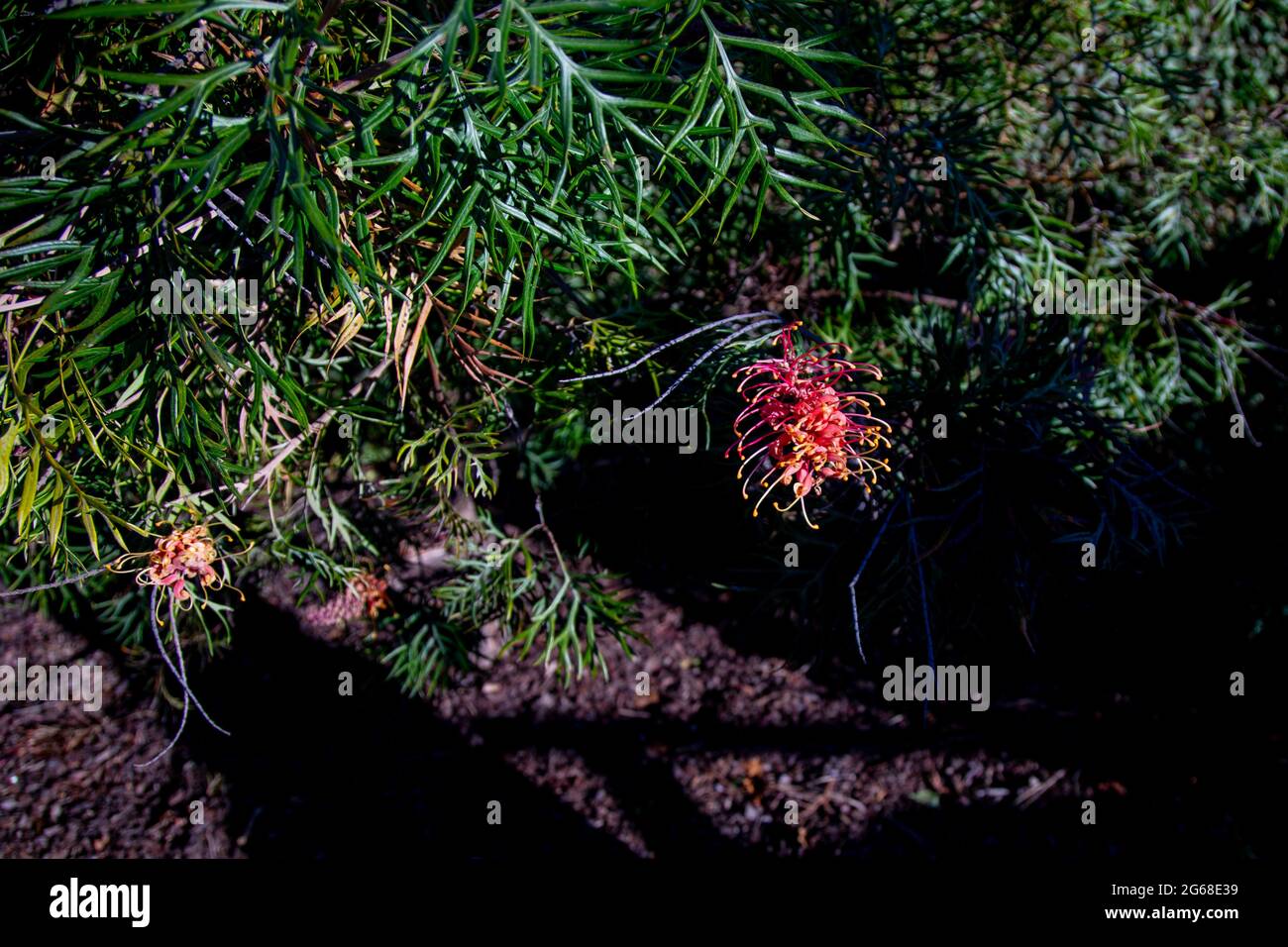Grevillea - Juniperina Stock Photo - Alamy