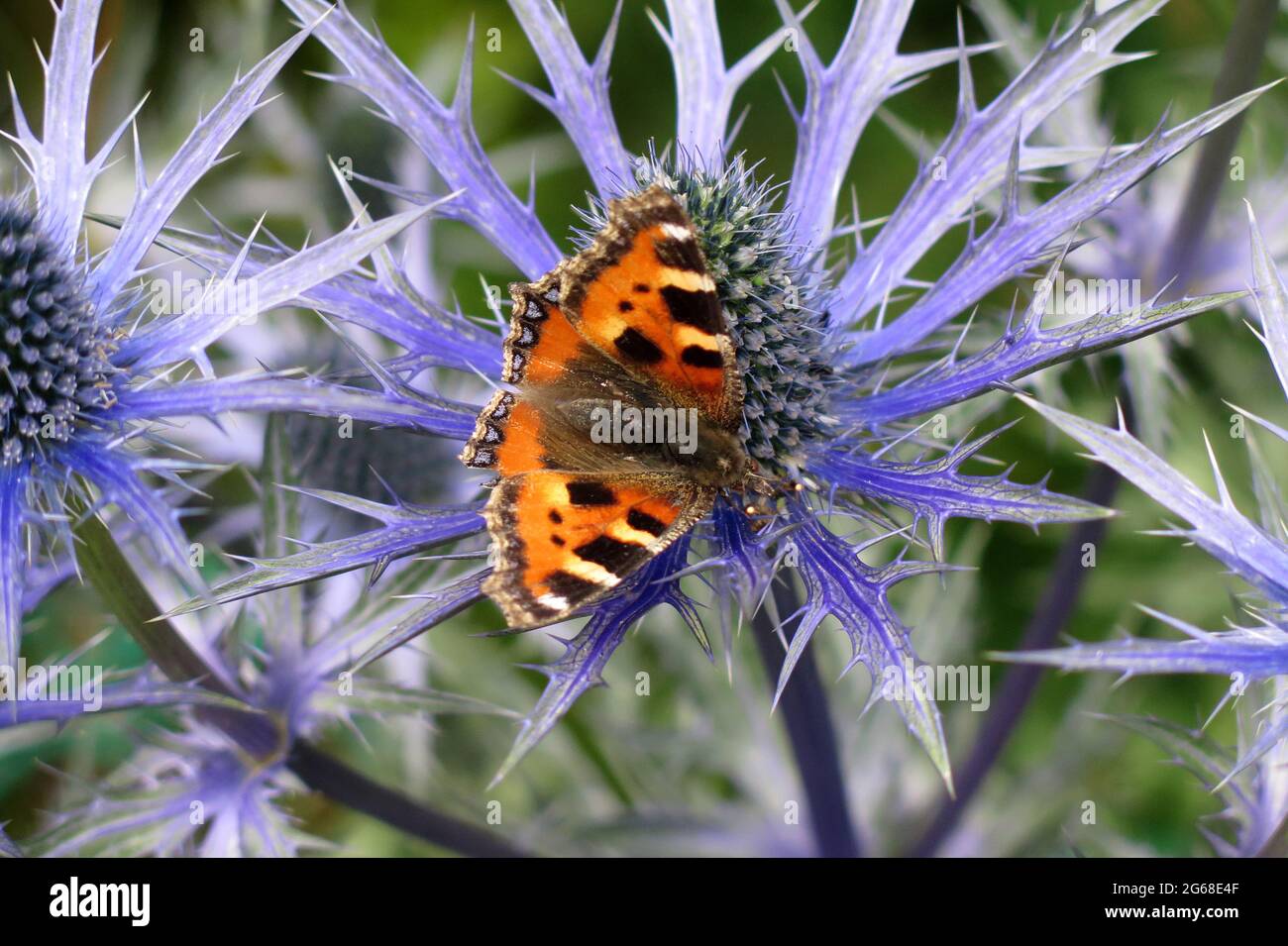 Holly blue butterfly chrysalis hi-res stock photography and images - Alamy