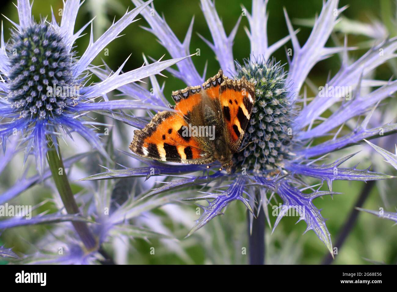Holly blue butterfly chrysalis hi-res stock photography and images - Alamy