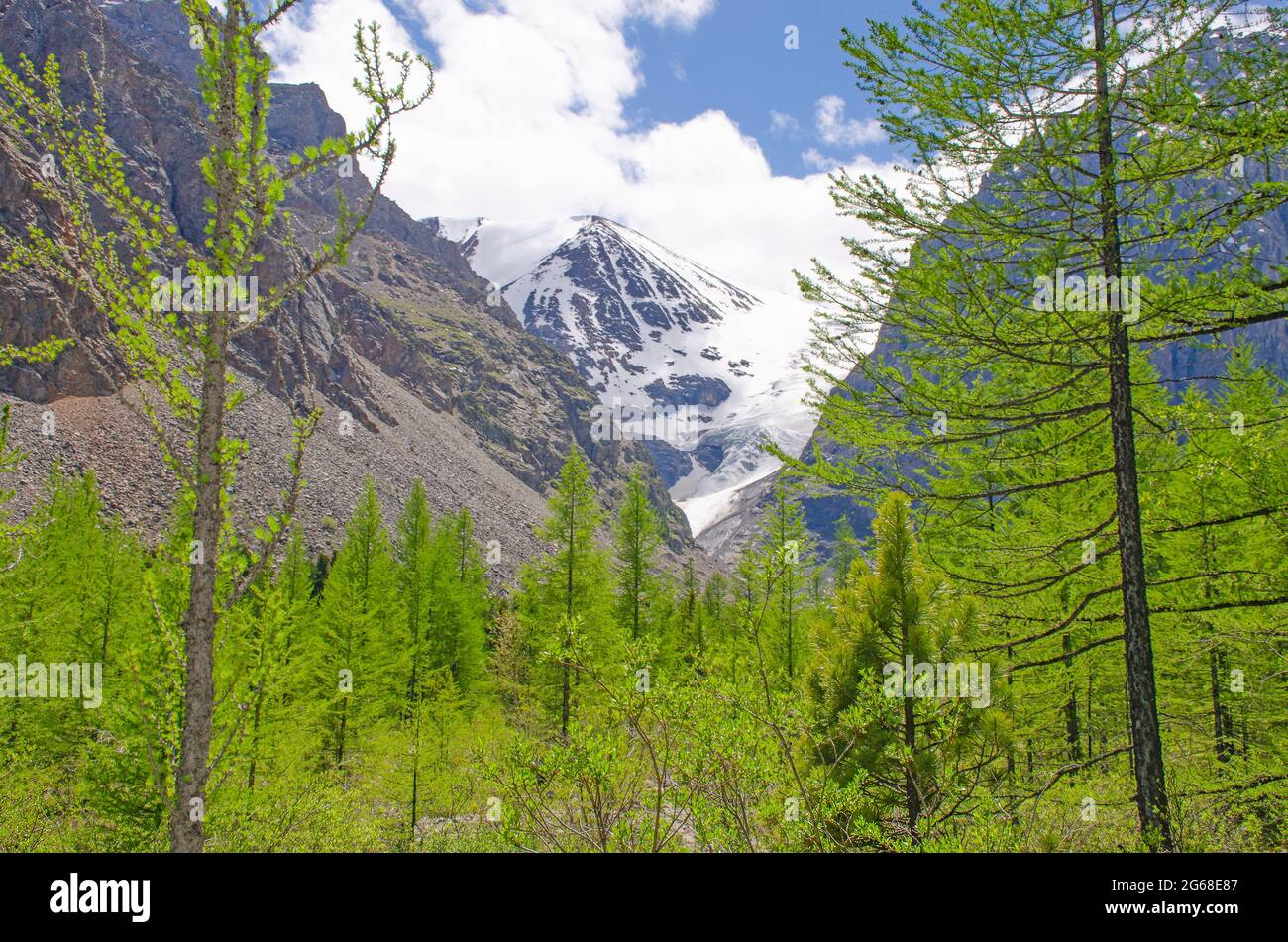 The mountain with snow top among a taiga Mountain Altai Siberia Stock ...