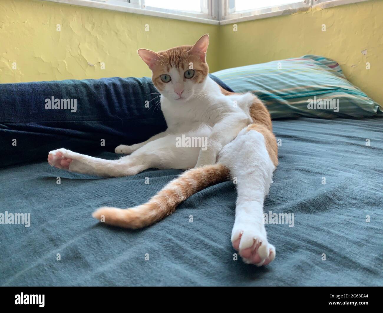 ginger cat with the strange pose Stock Photo - Alamy