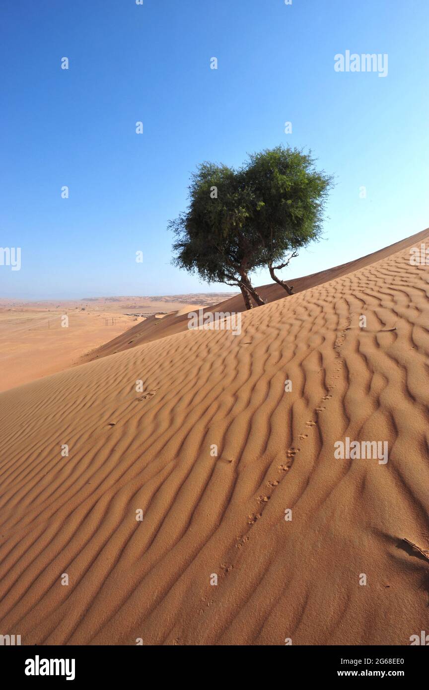 SULTANATE OF OMAN,TREES IN THE WAHIBA SANDS DESERT Stock Photo - Alamy