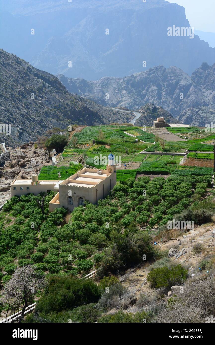 OMAN. HAJAR MOUNTAINS. THE REGION OF JABAL AL AKHDAR, THE GREEN ...