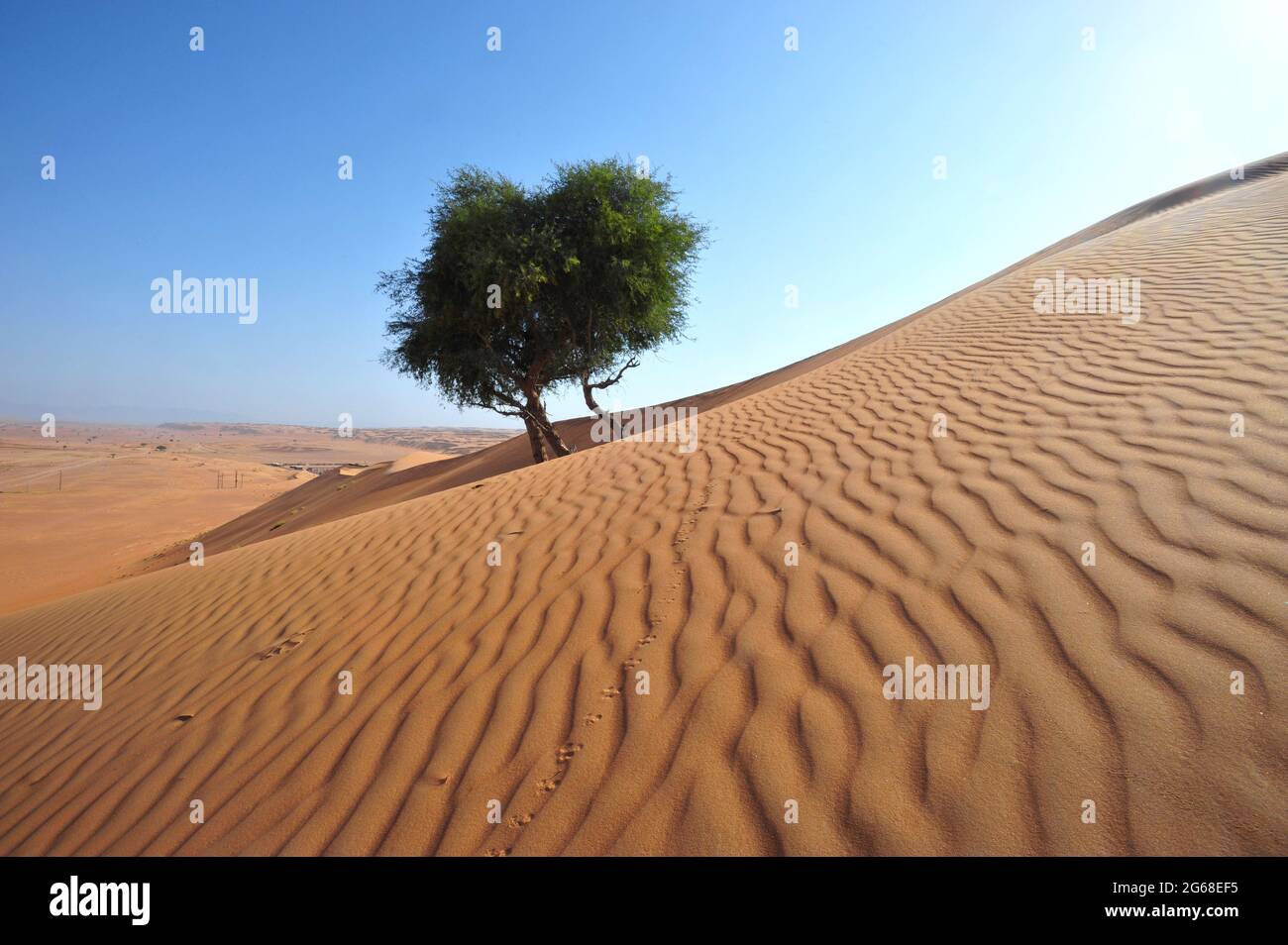 OMAN. TREES IN THE WAHIBA SANDS DESERT Stock Photo - Alamy