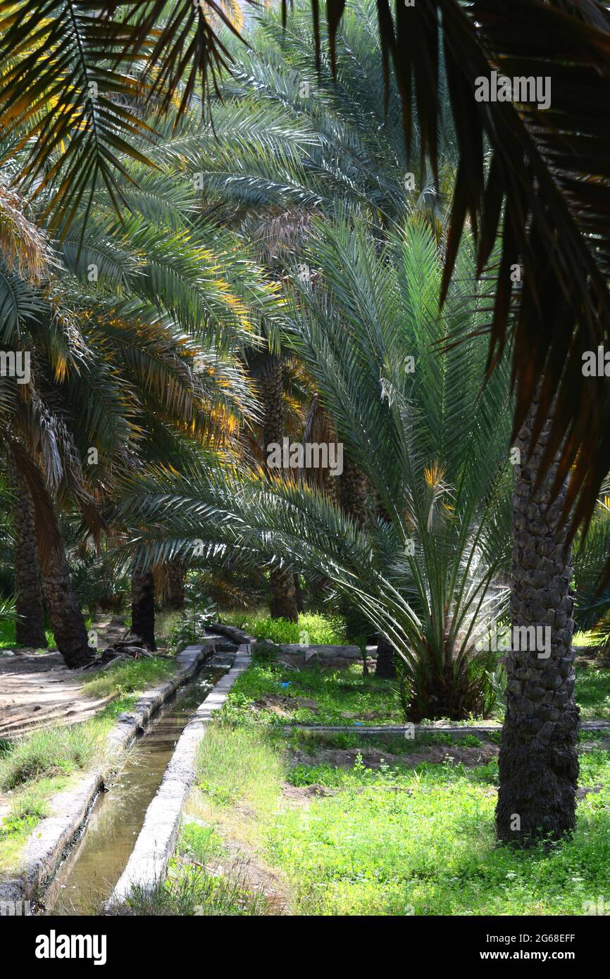 OMAN. HAJAR MOUNTAINS. THE FALAJ IS A SYSTEM OF CHANNELS OF IRRIGATION ...