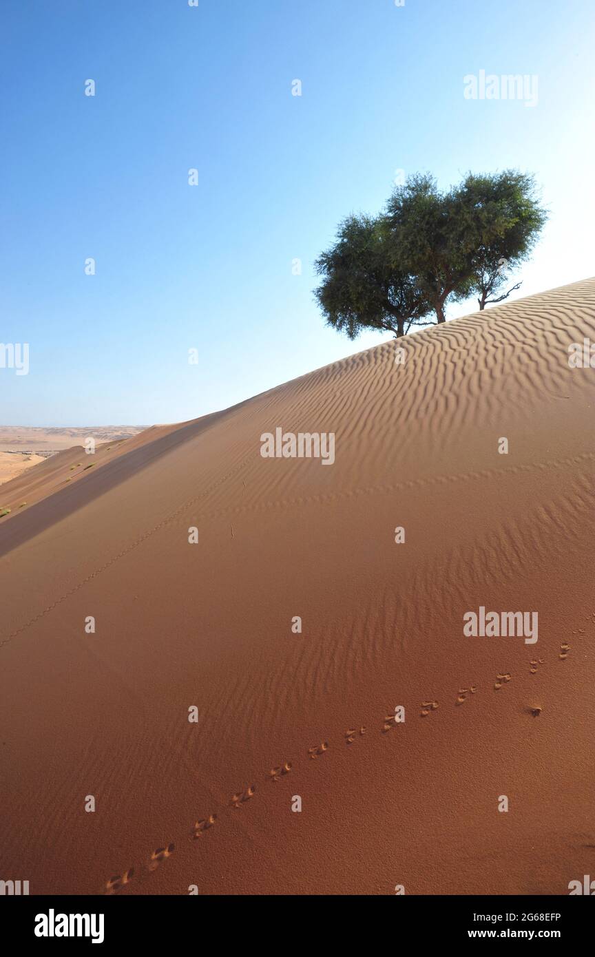 Oman trees hi-res stock photography and images - Alamy