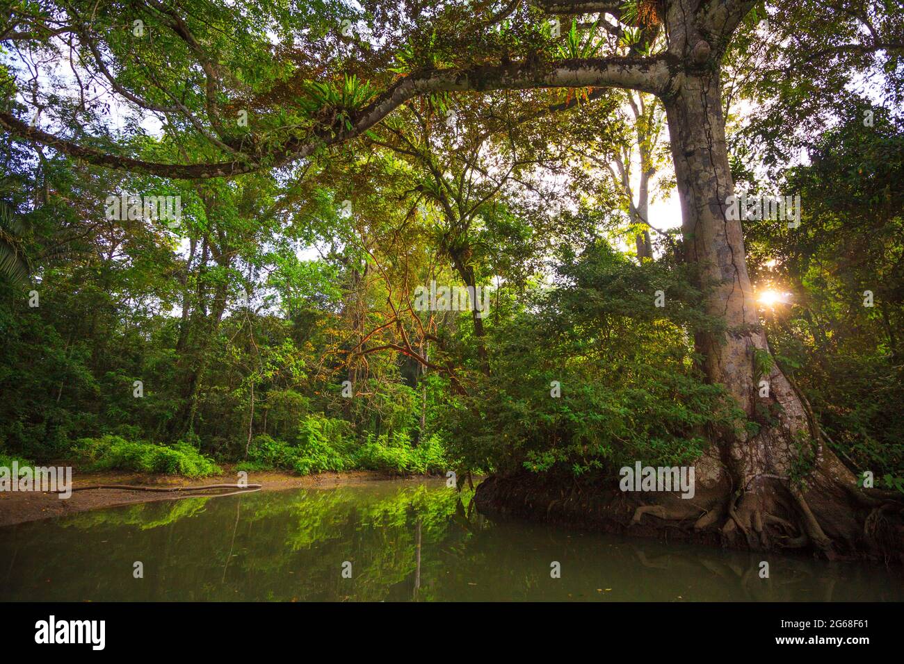 Panama landscape in early morning sunlight in the lush rainforest ...