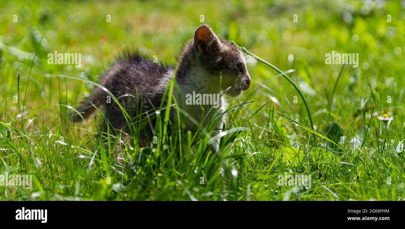 Fur out love in hi-res stock photography and images - Alamy