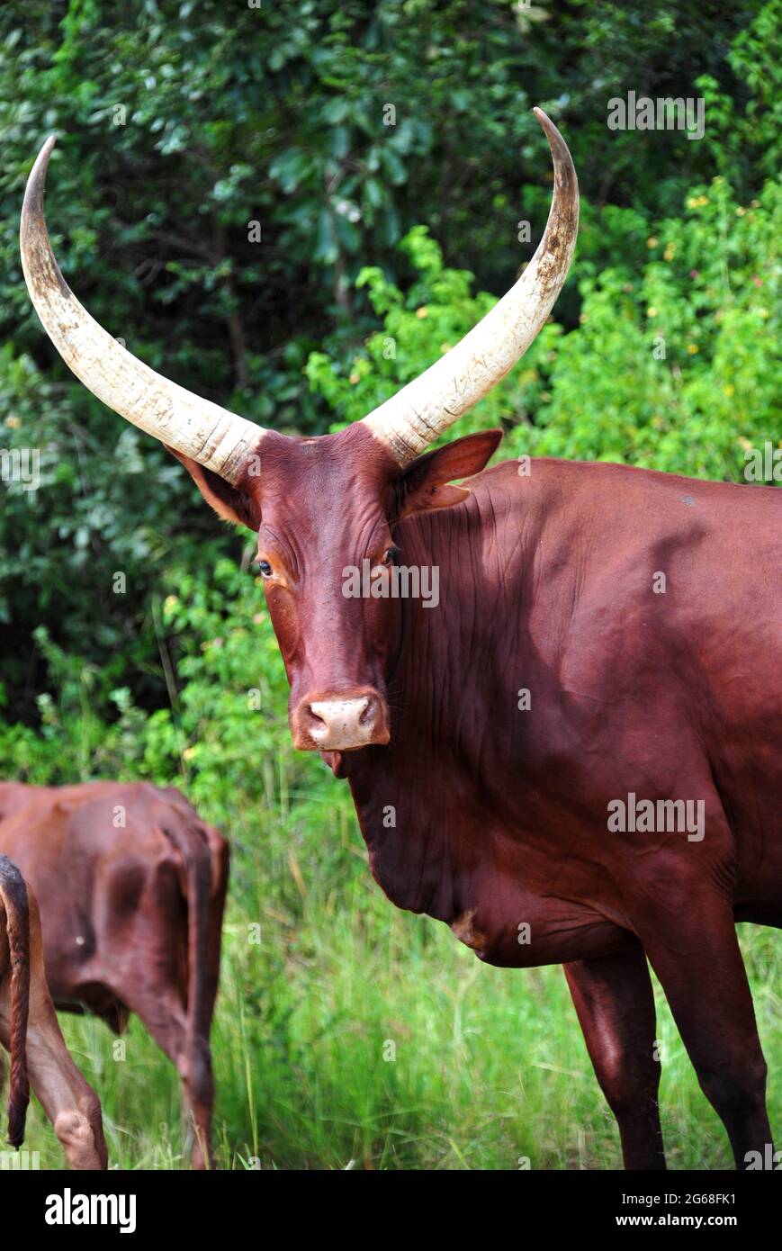 UGANDA. THE UGANDES COWS ARE FAMOUS FOR THEIR LONG HORNS Stock Photo ...