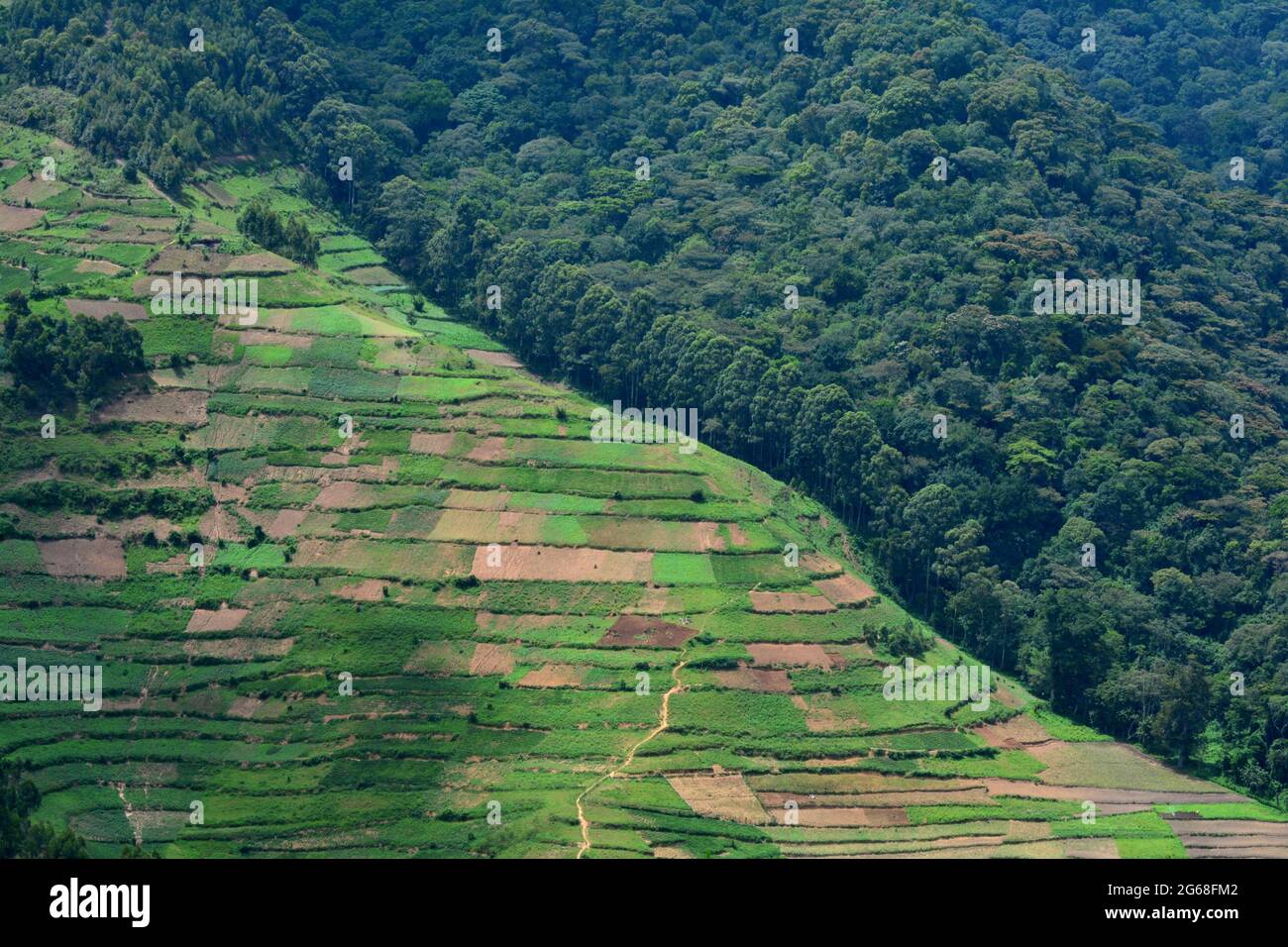 Bwindi forest trees hi-res stock photography and images - Alamy