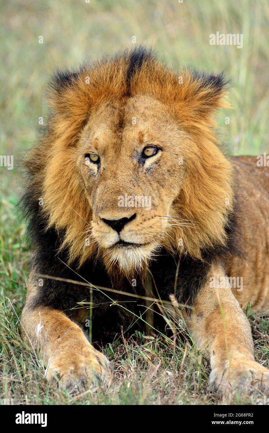 UGANDA. QUEEN ELIZABETH NATIONAL PARK. MALE LION Stock Photo - Alamy