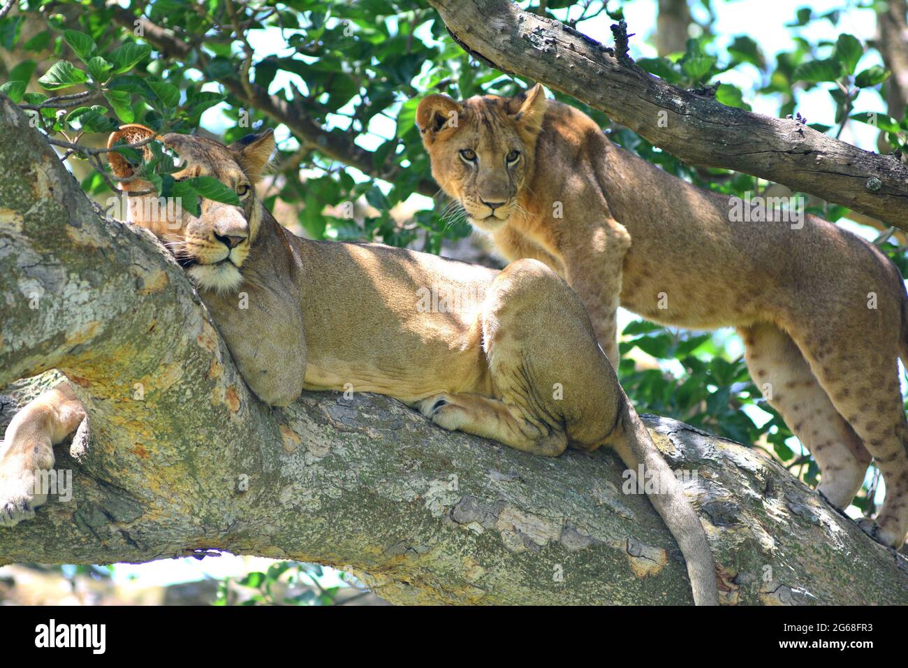 UGANDA. QUEEN ELIZABETH NATIONAL PARK. LIONNESS AND ITS CUB IN A TREE ...