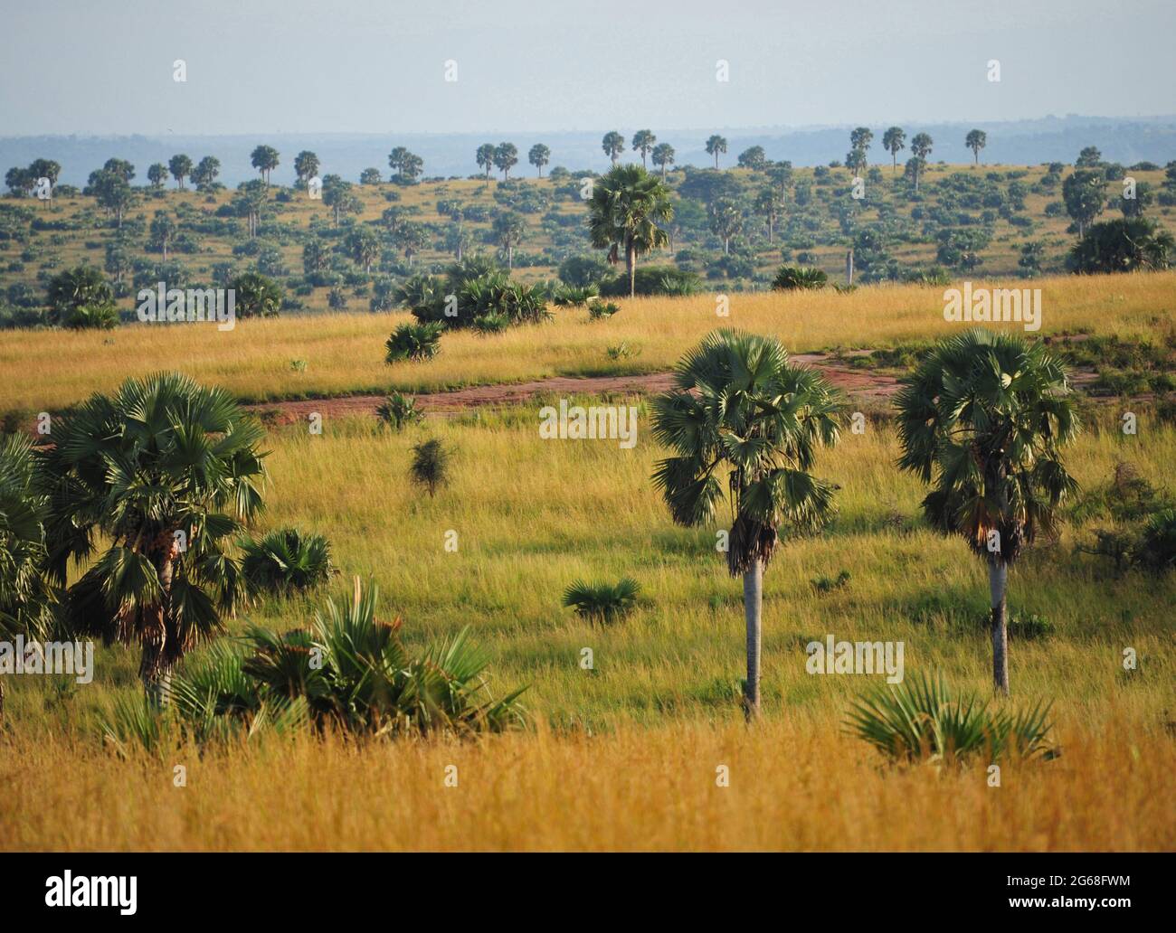 Palmyra palm trees hi-res stock photography and images - Alamy