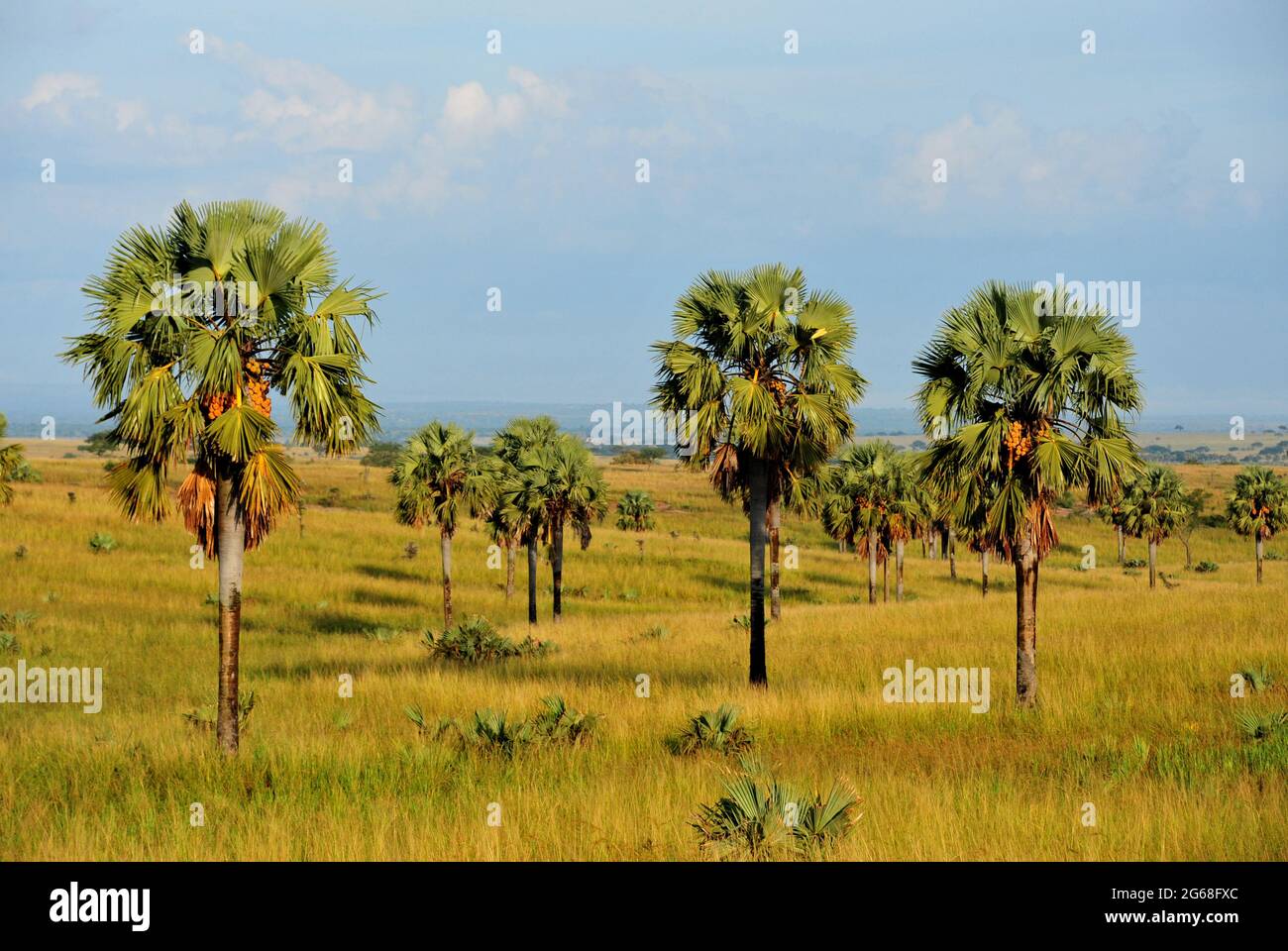 UGANDA. MURCHISON FALLS NATIONAL PARK. LANDSCAPE WITH PALM TREES WHICH ...
