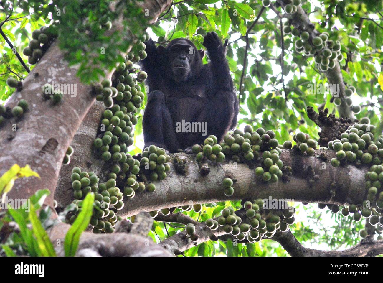 UGANDA. MURCHISON FALLS NATIONAL PARK. CHIMPANZEE EATING FRUITS IN THE ...