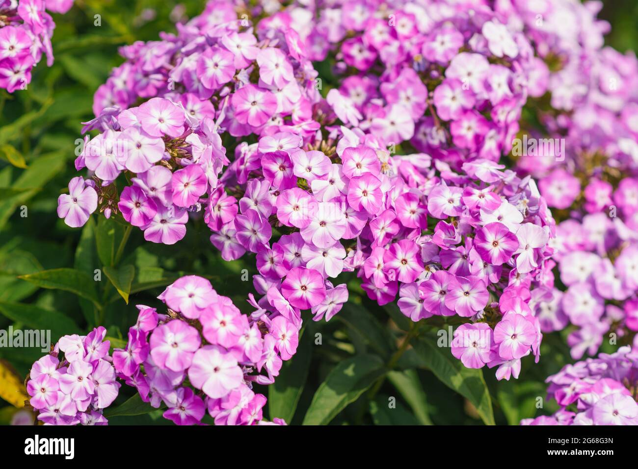 Lilac flowers of phlox paniculata in the garden bloom in summer Stock ...