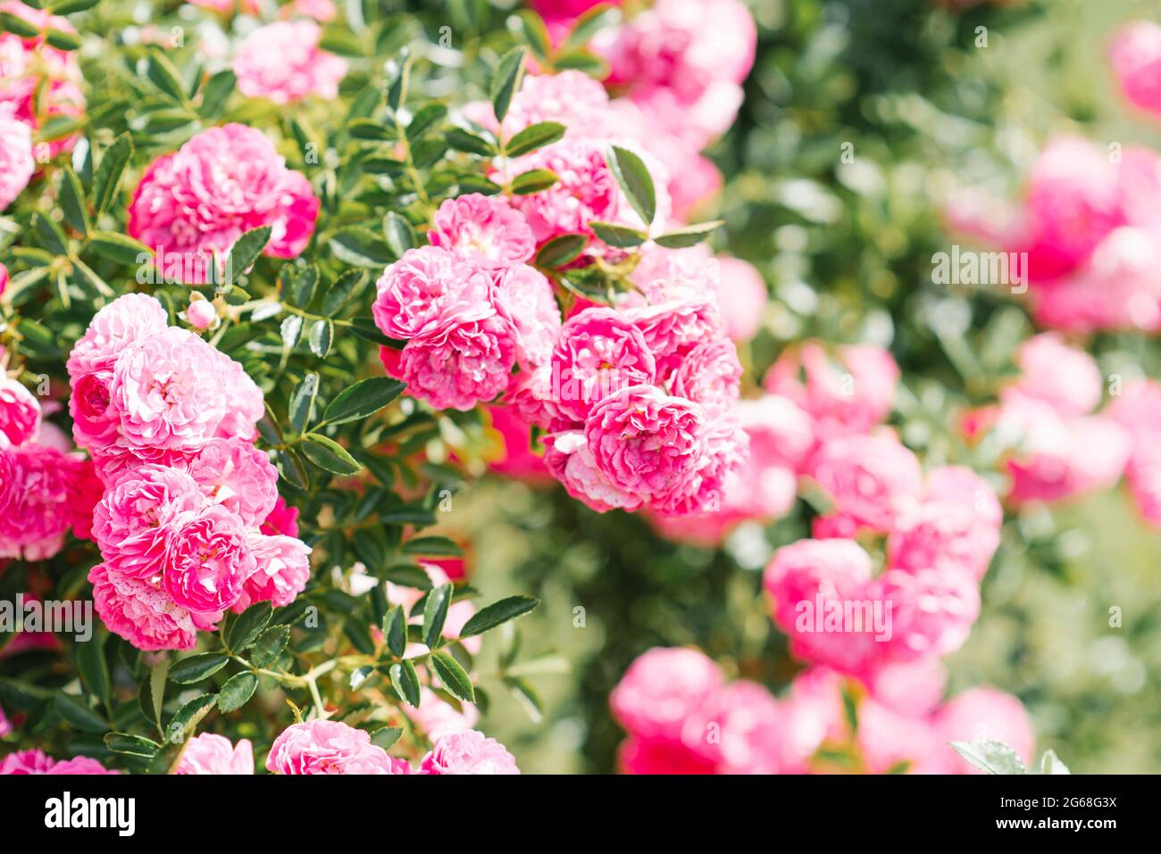 Beauty botanical bush bushy hi-res stock photography and images - Alamy