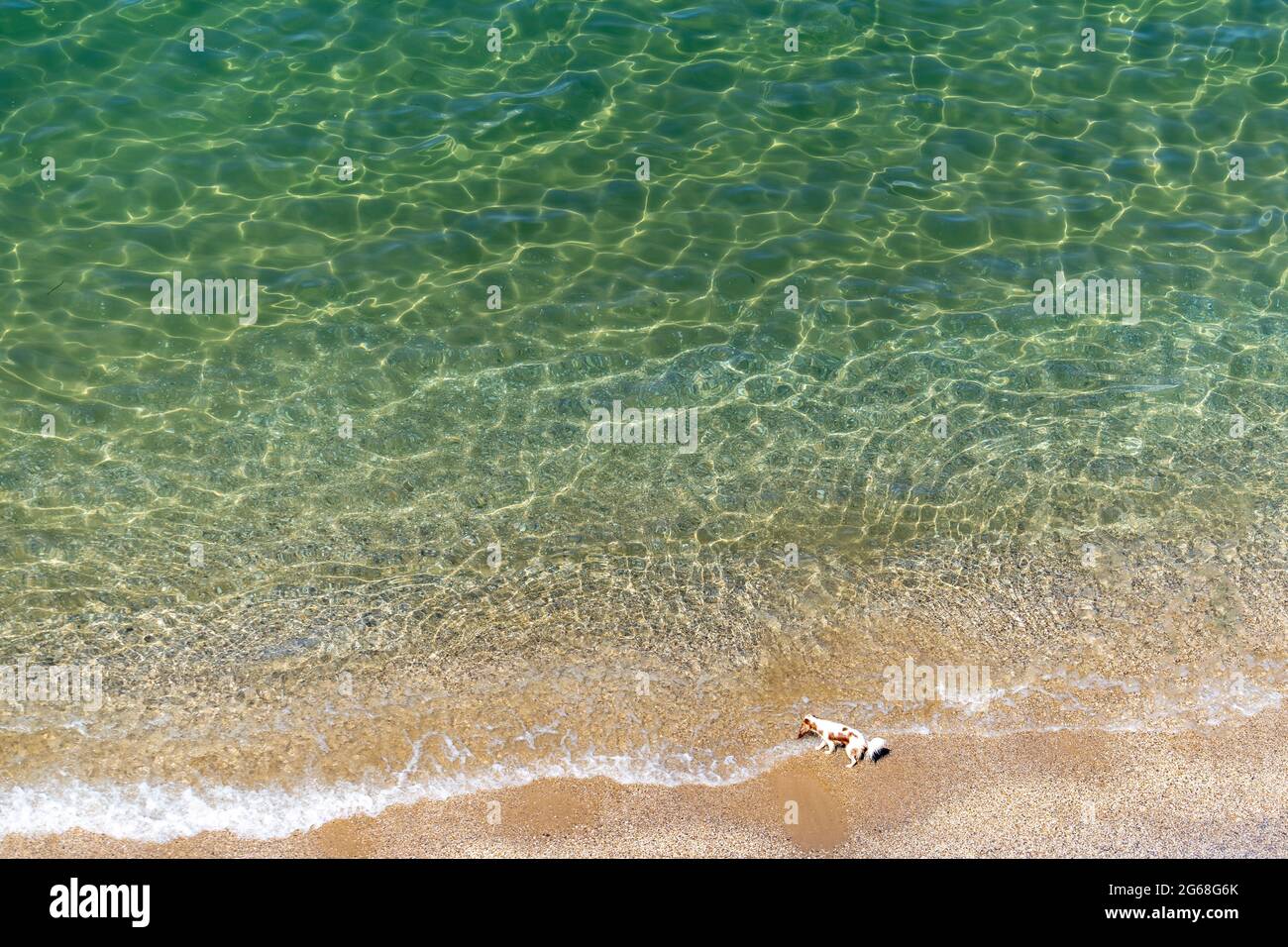 Background with a transparent sea and a small dog on the beach Stock ...