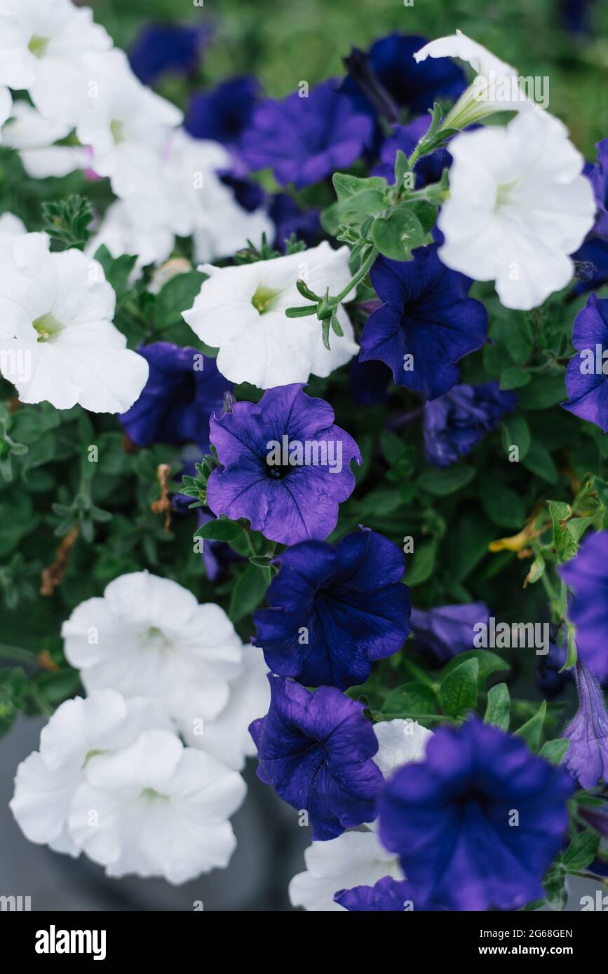 Petunia multi colored flowers hi-res stock photography and images - Alamy