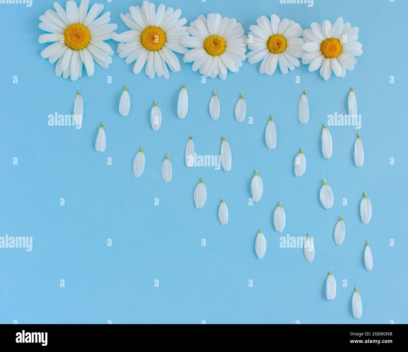 Daisy flower petals falling hi-res stock photography and images - Alamy