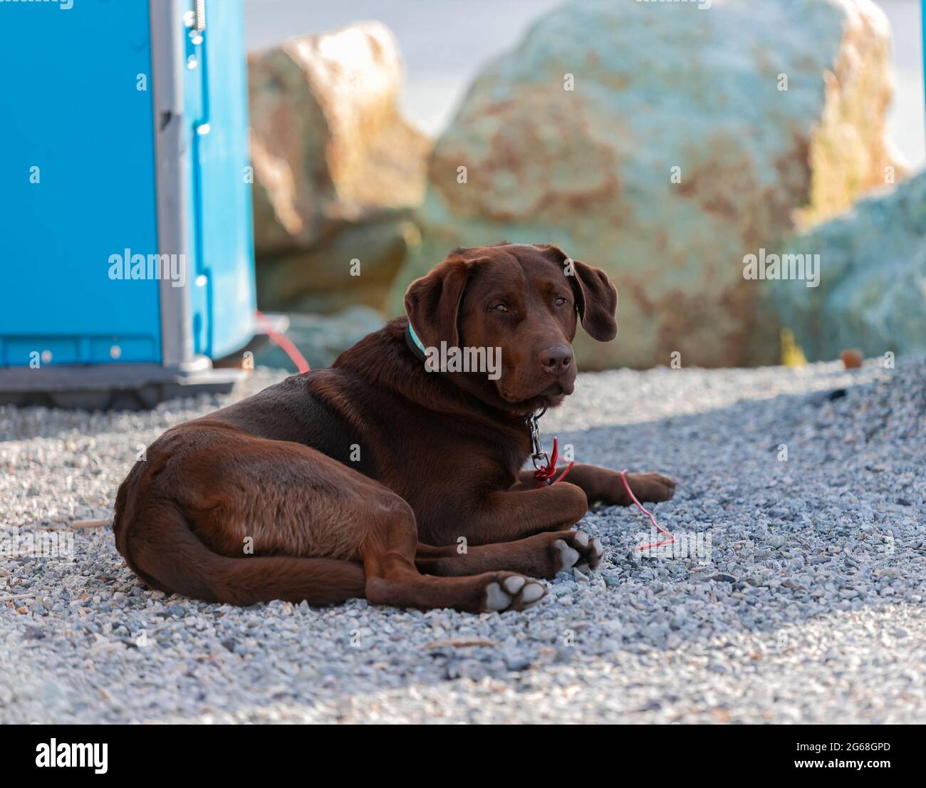 brown labrador retriever lies on the beach in Squamish BC, Canada ...