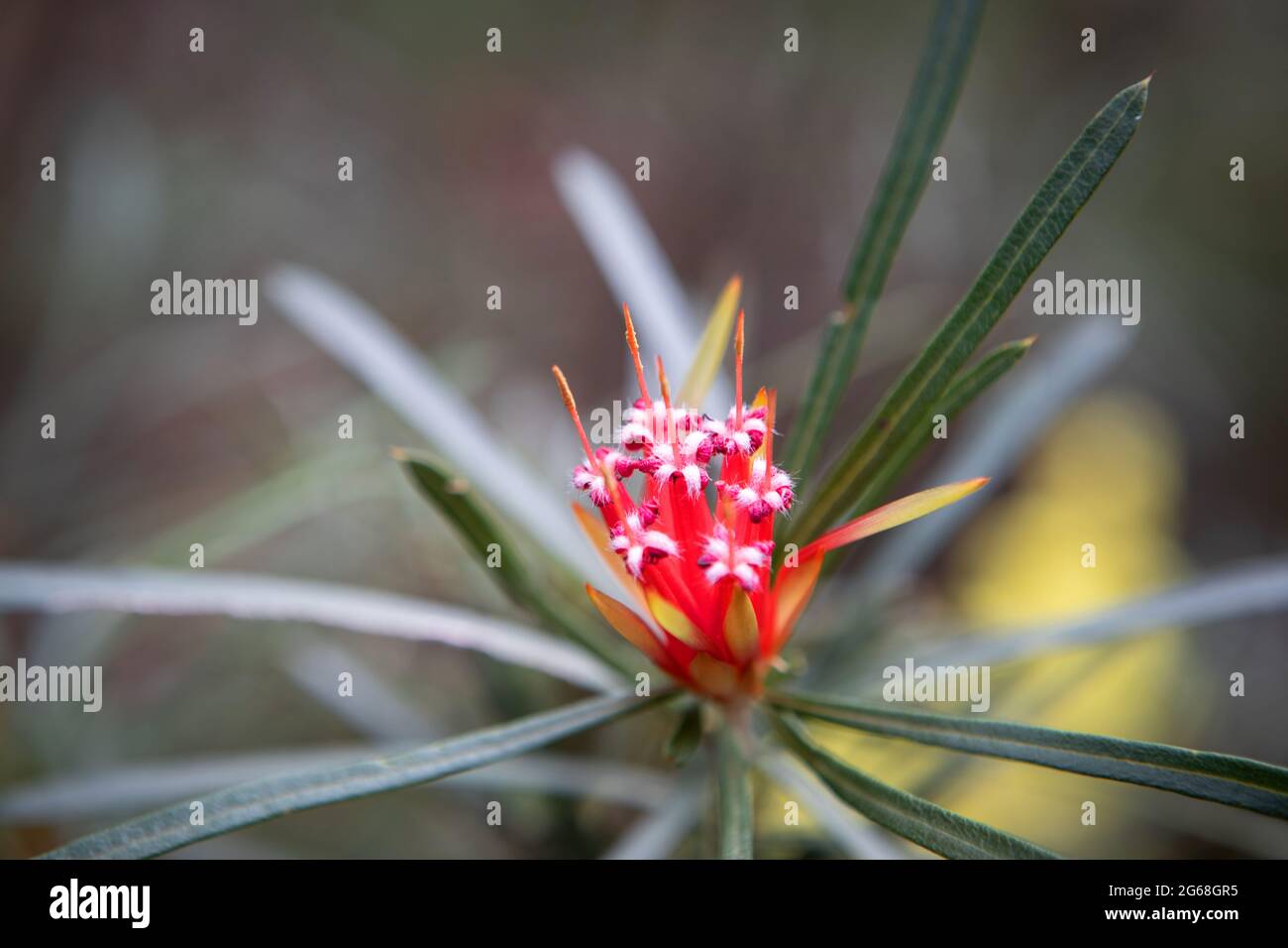 Morton National Park, NSW, Australia Stock Photo - Alamy