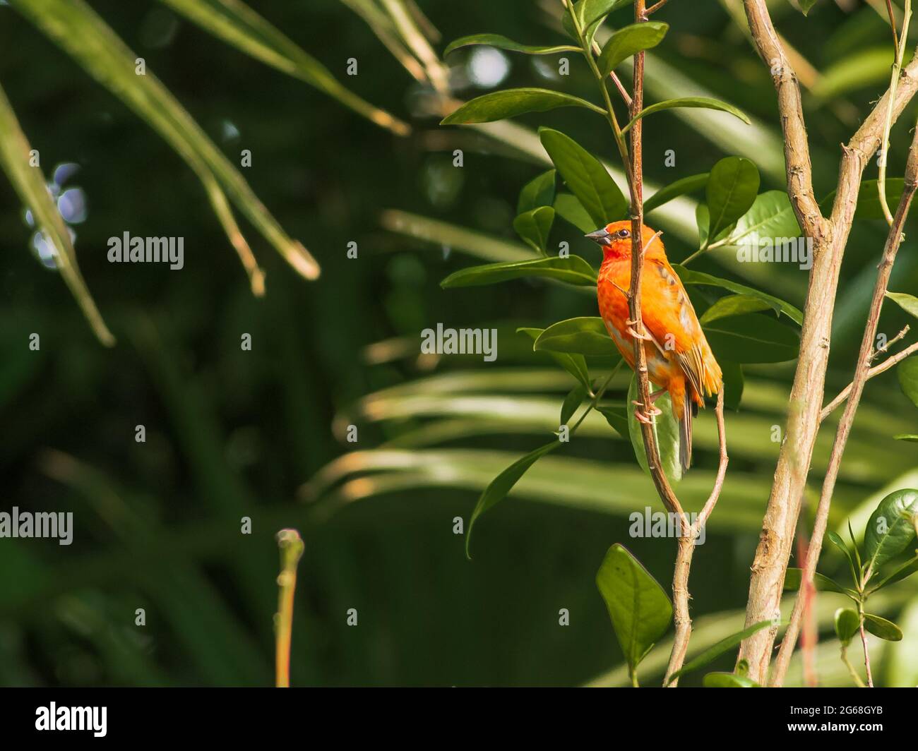 The red fody (Foudia madagascariensis), also known as the Madagascar ...