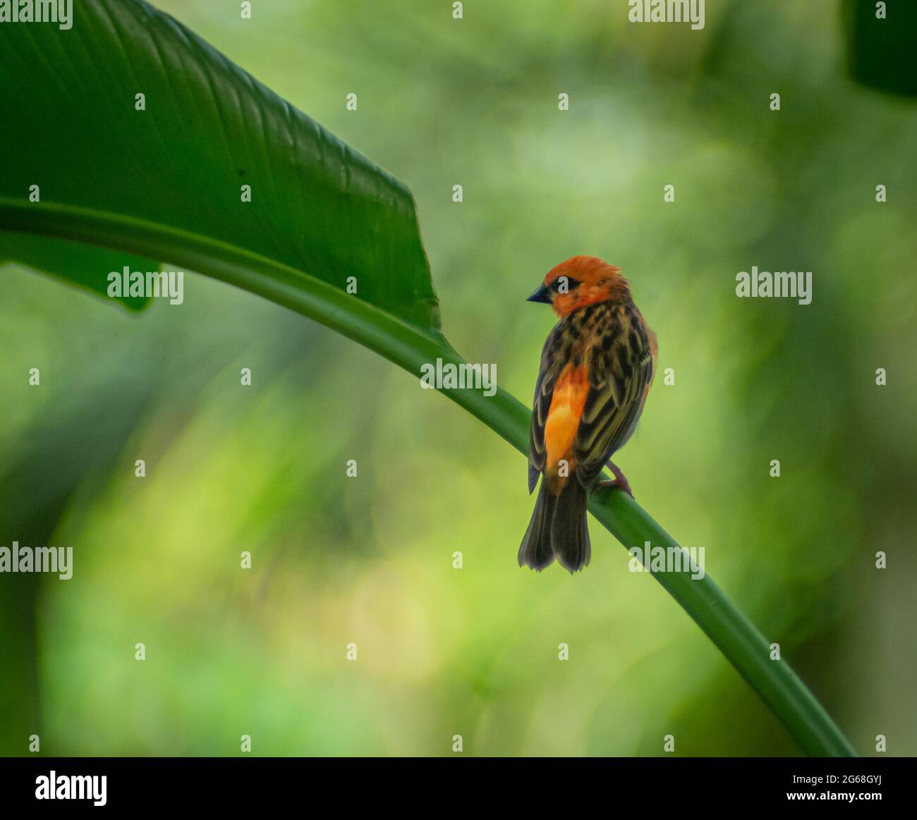 The red fody (Foudia madagascariensis), also known as the Madagascar ...