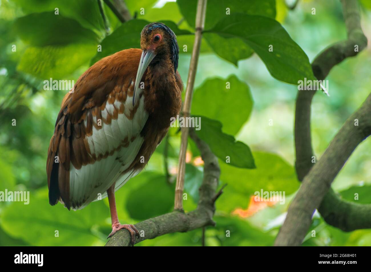full view of a madagascan crested ibis (lophotibis cristata) sitting on ...