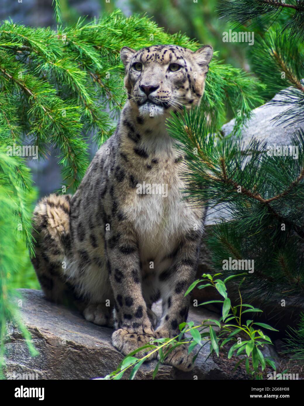 sitting Snow leopard in Zoo Leipzig Stock Photo - Alamy