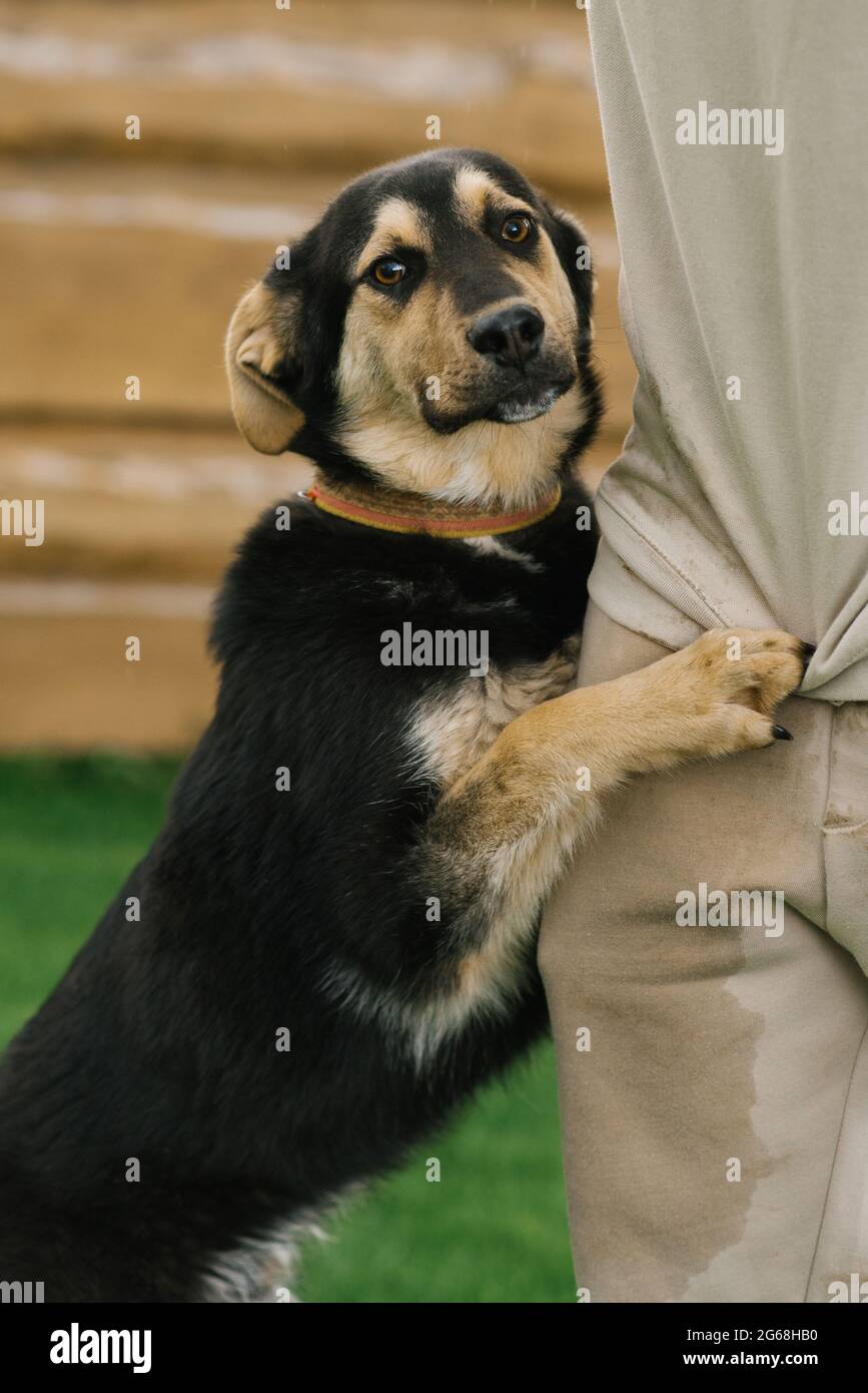 A cute puppy is resting with its owner, spending time together in the ...