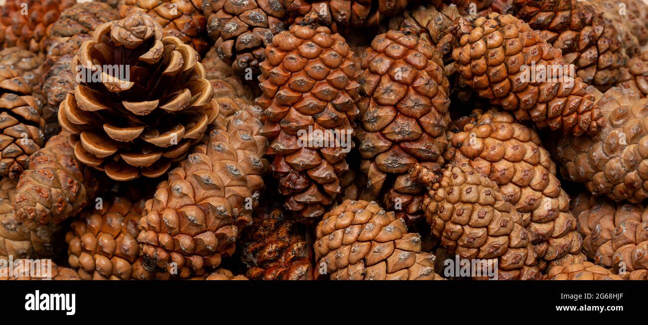 pine cones background, top view Stock Photo - Alamy