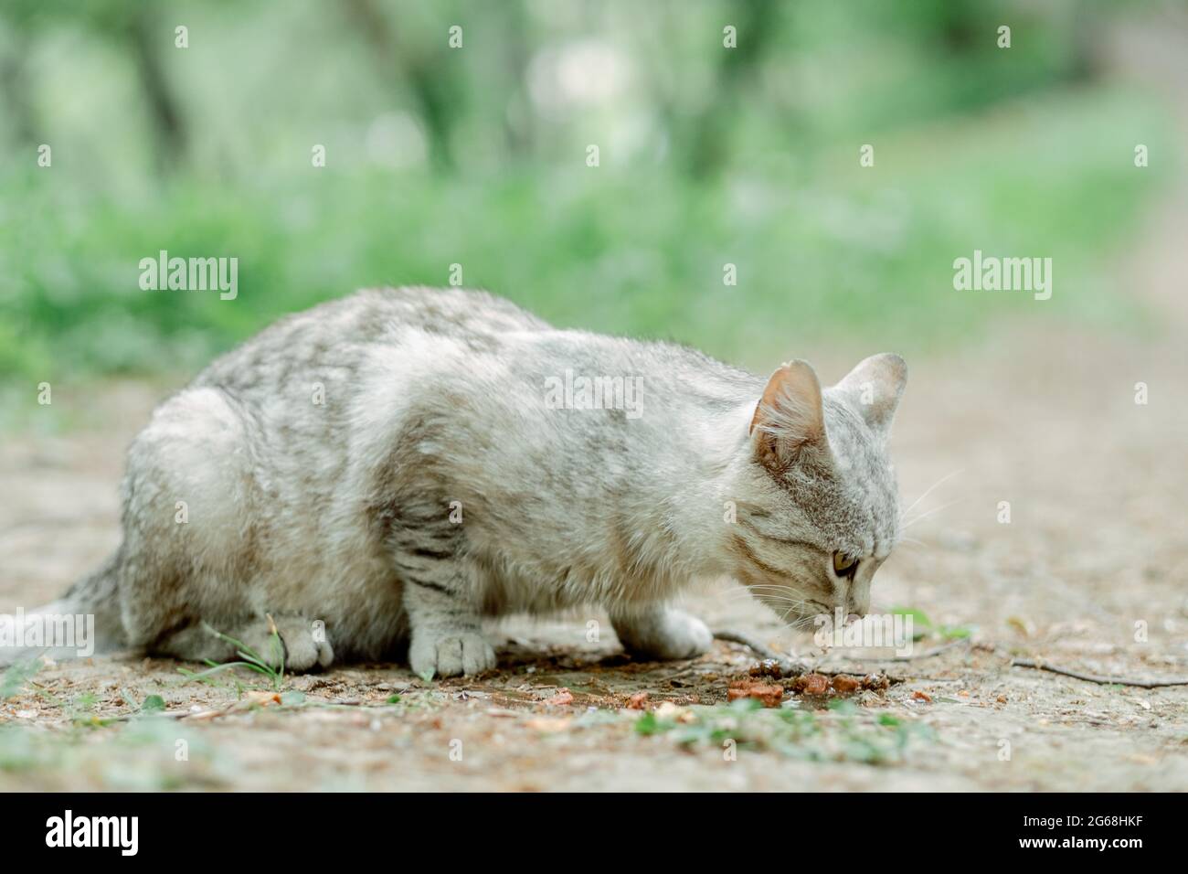 street kitten eating cat food. british cat mix. light gray cat outdoors ...